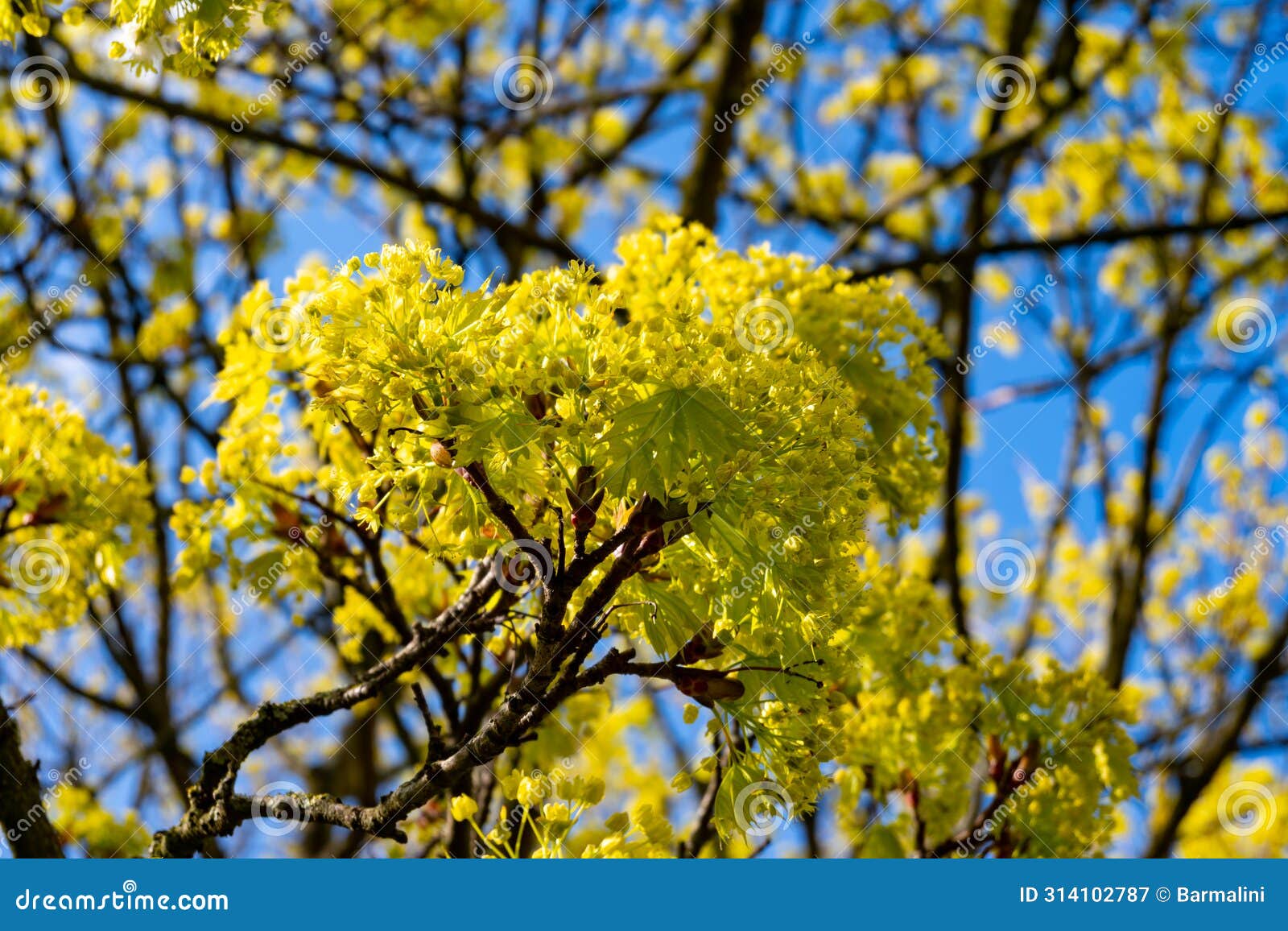 Acer Platanoides, Commonly Known As Norway Maple in Spring Blossom ...