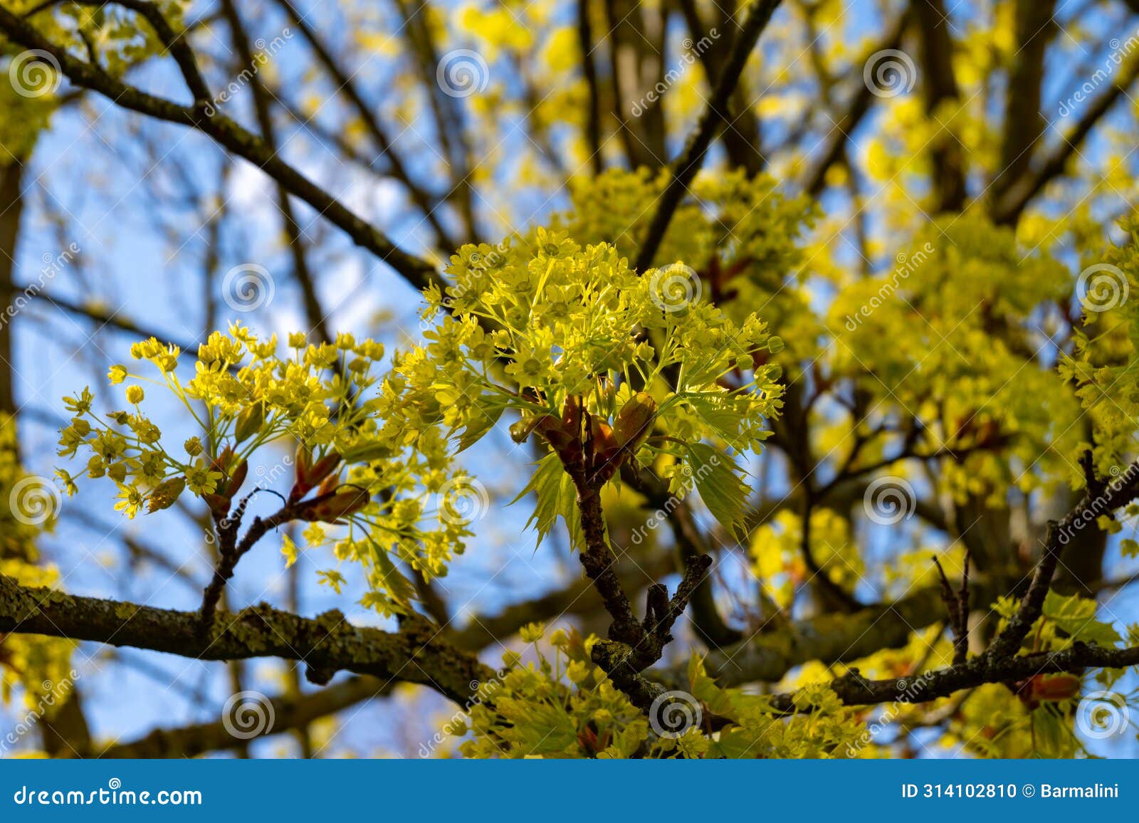 Acer Platanoides, Commonly Known As Norway Maple in Spring Blossom ...