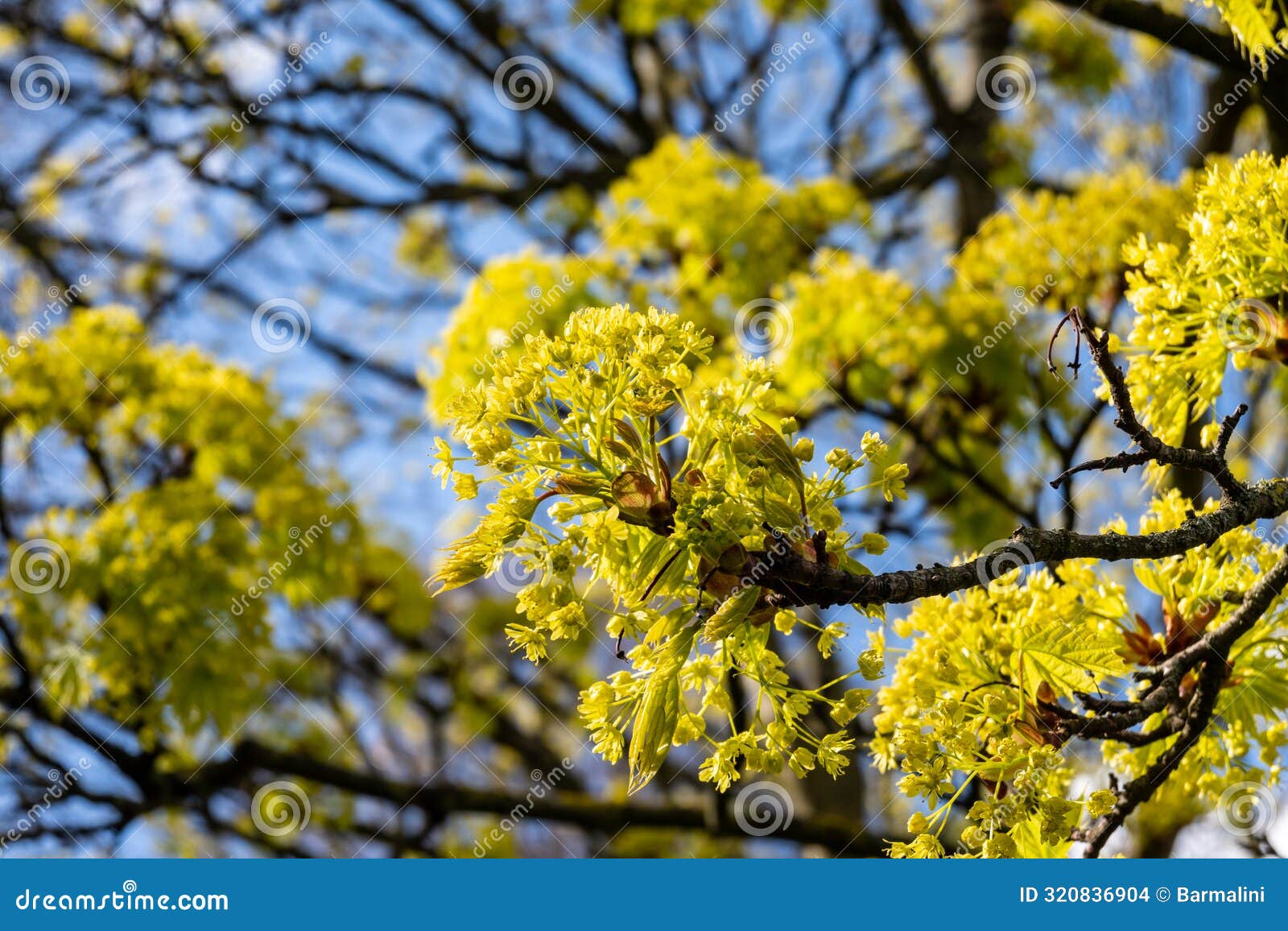Acer Platanoides, Commonly Known As Norway Maple in Spring Blossom ...