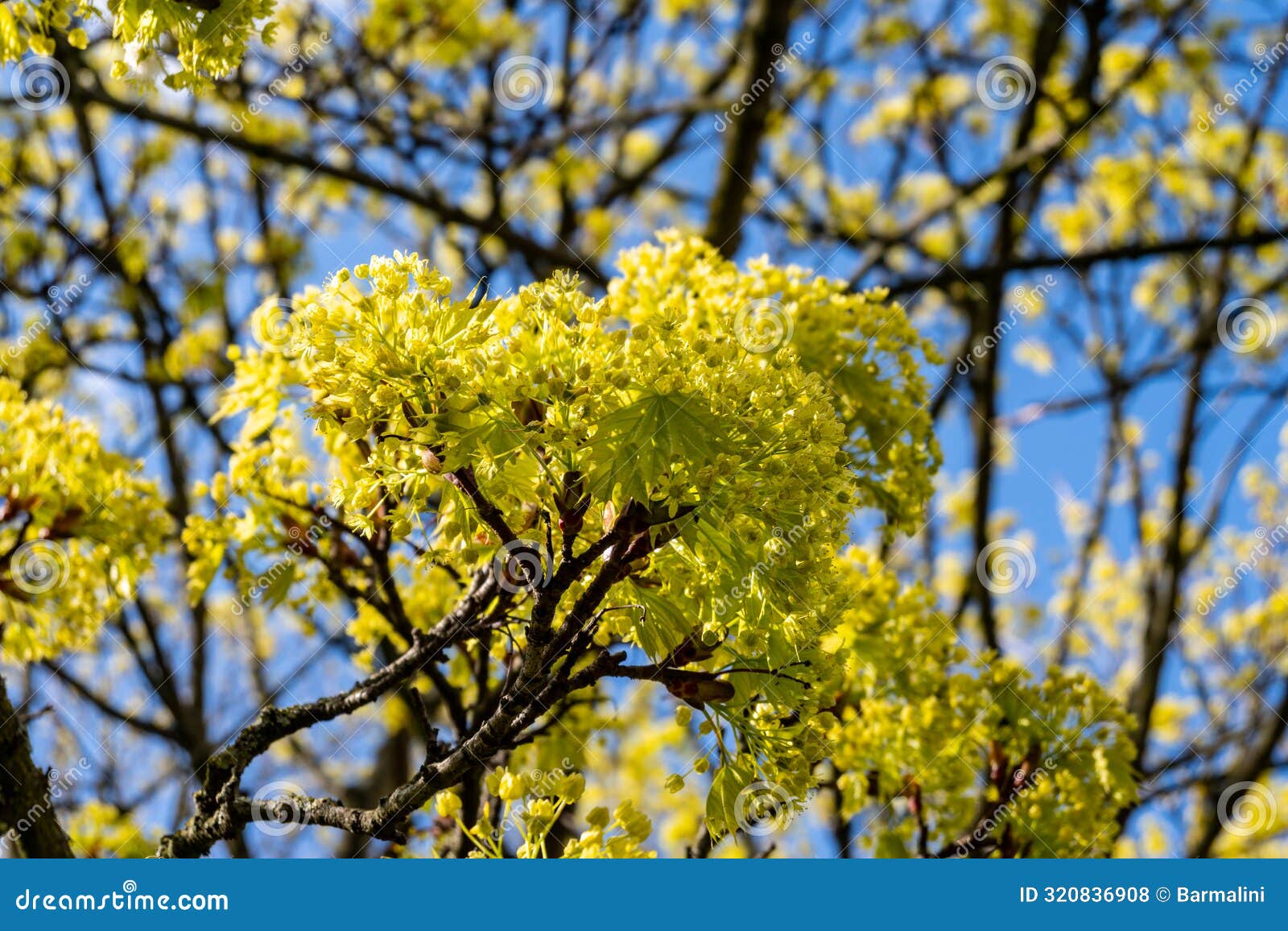 Acer Platanoides, Commonly Known As Norway Maple in Spring Blossom ...