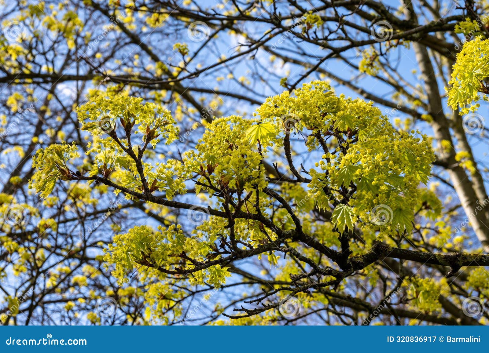 Acer Platanoides, Commonly Known As Norway Maple in Spring Blossom ...