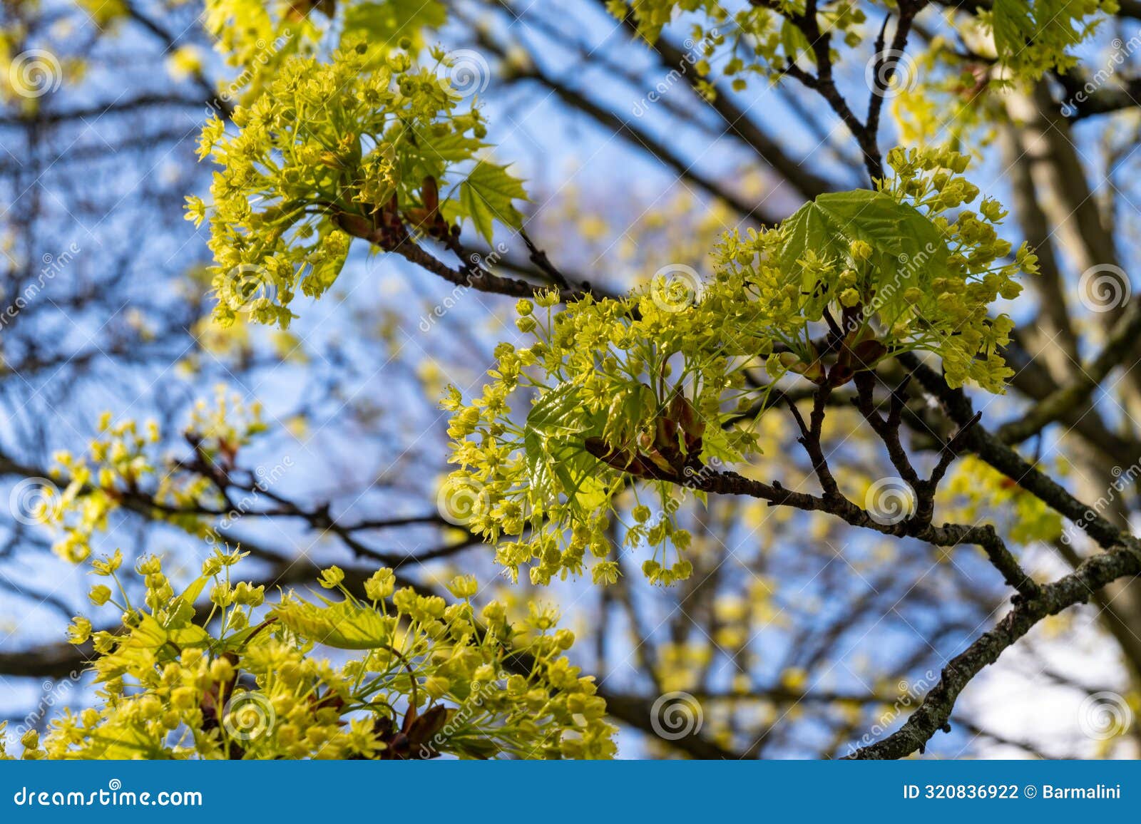 stock photo. Image of beautiful, norway, garden, europe - 320836922