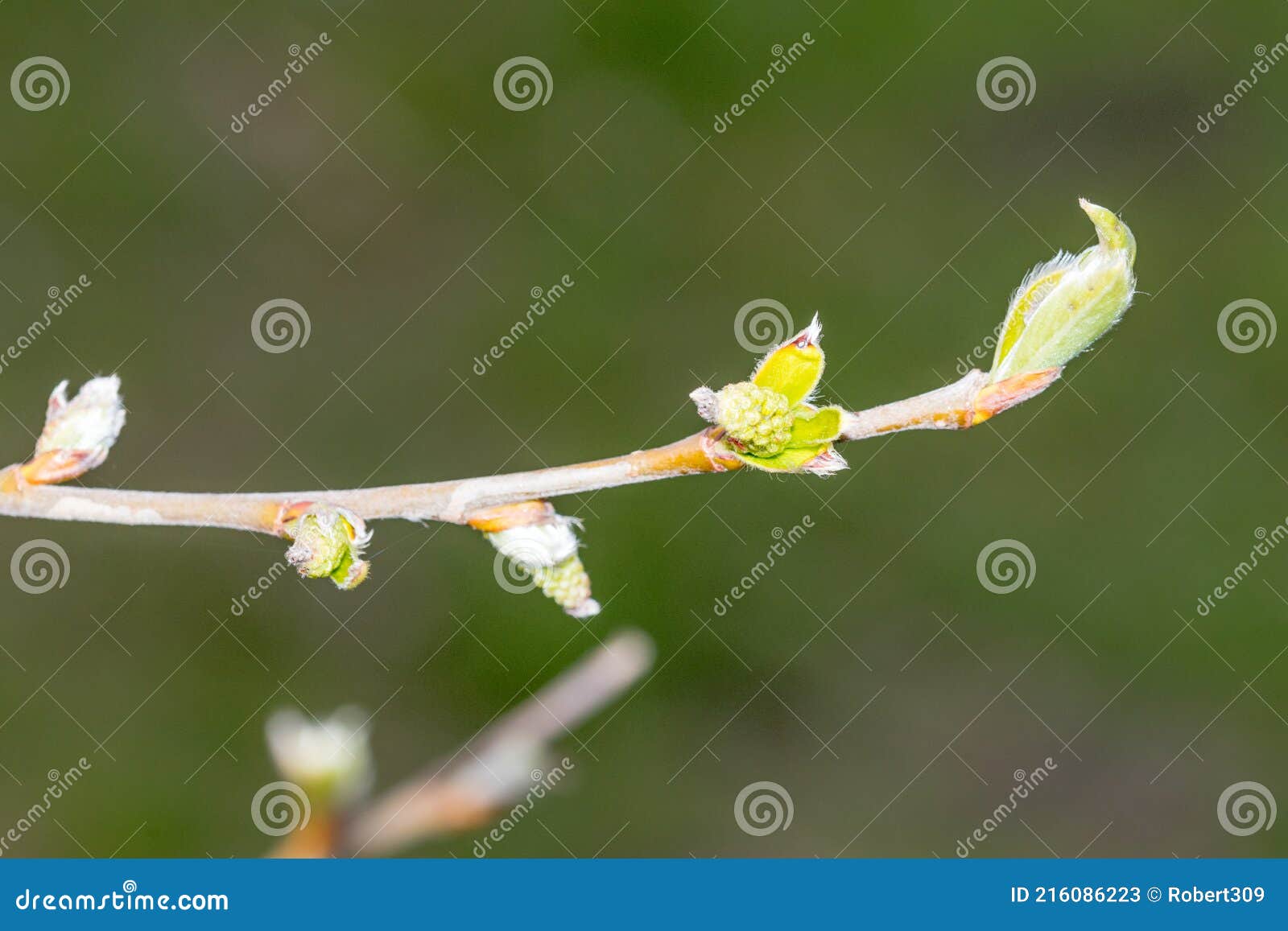 Acer Platanoides Deborah Twig and Knop Fotografering för Bildbyråer ...