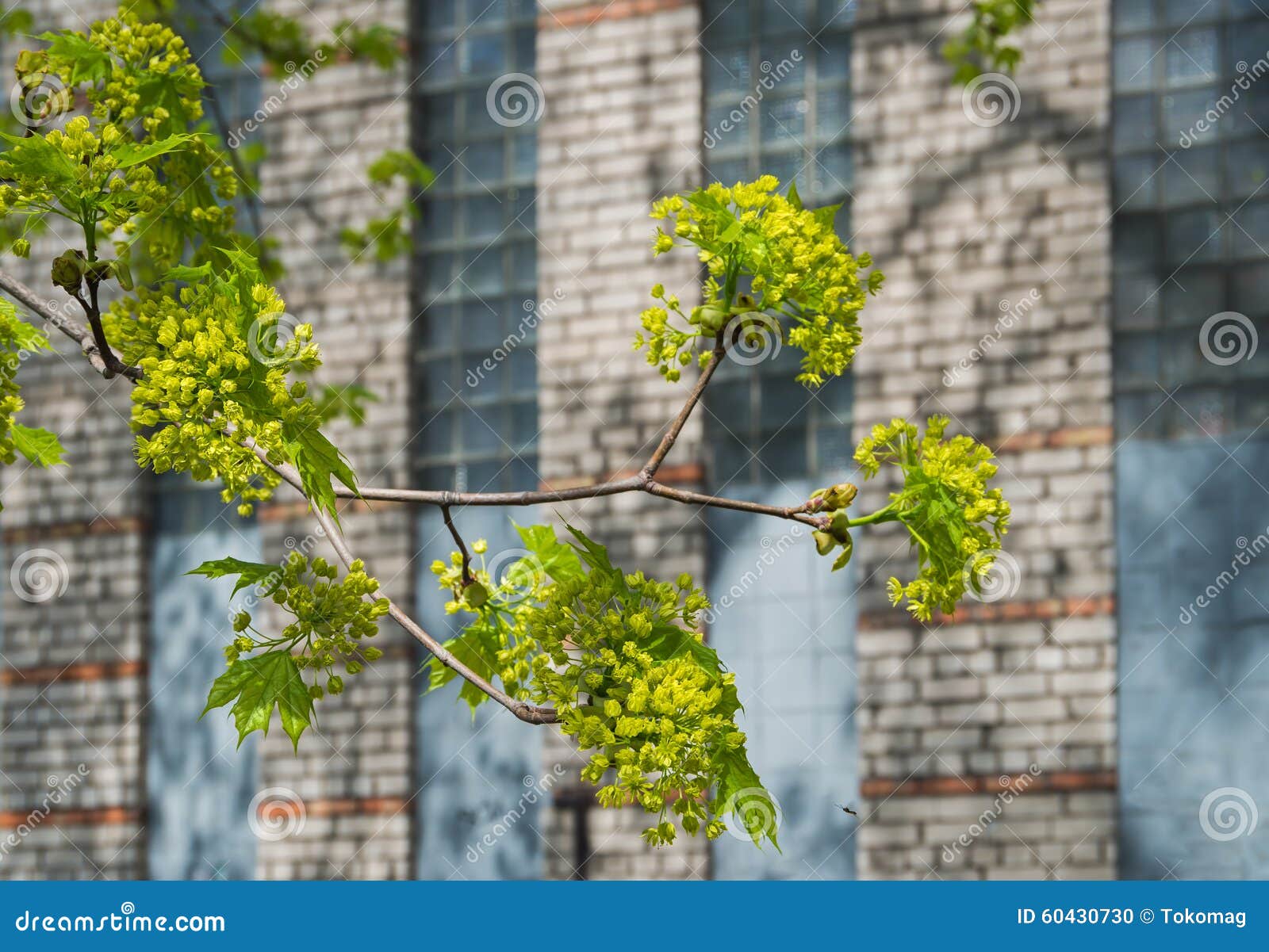 Acer platanoides stock photo. Image of deciduous, lush - 60430730