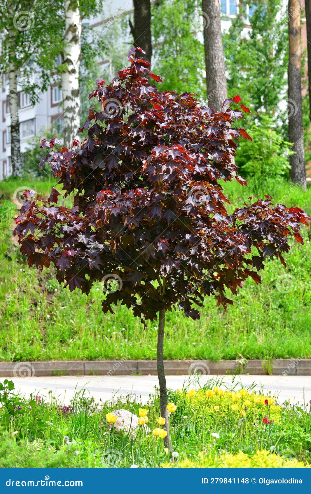 Acer Platanoides is a Norway Maple Royal Red Stock Photo - Image of ...