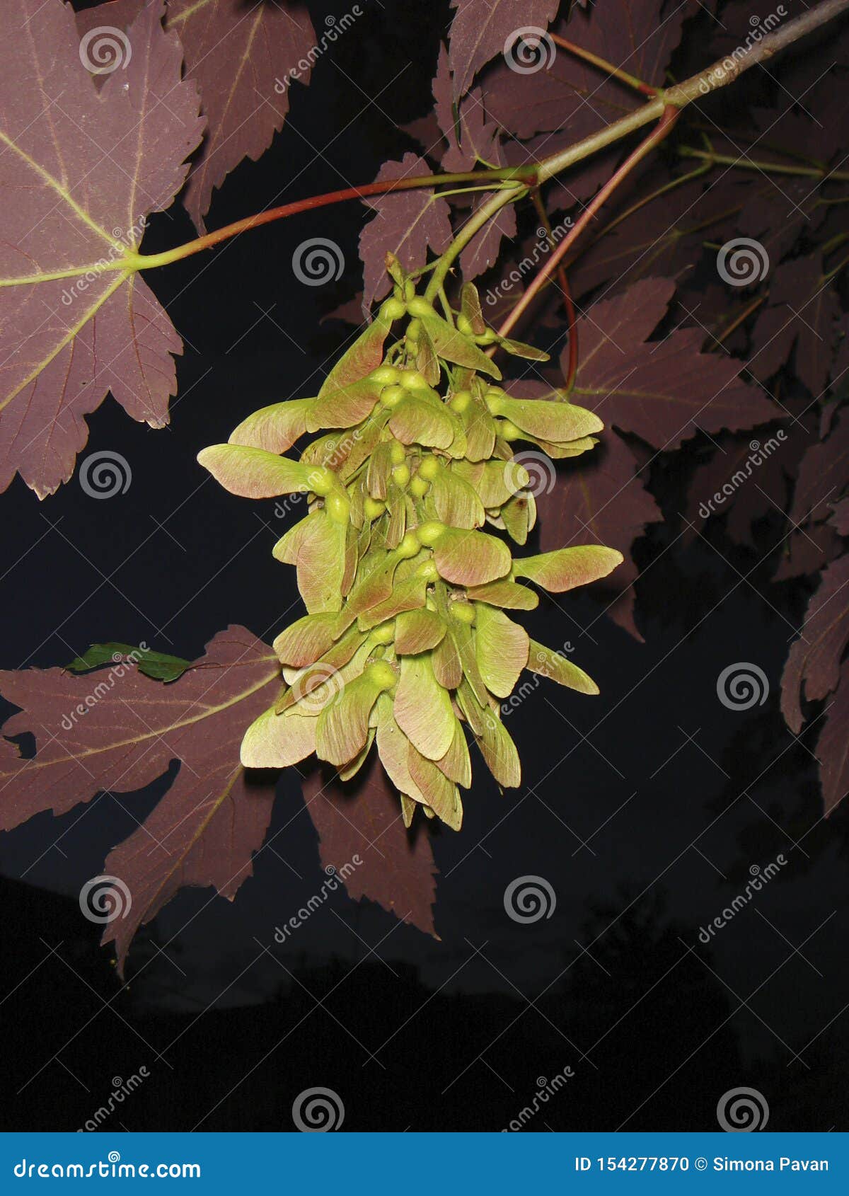 Acer Pseudoplatanus Atropurpureum Tree Stock Photo - Image of leaves ...