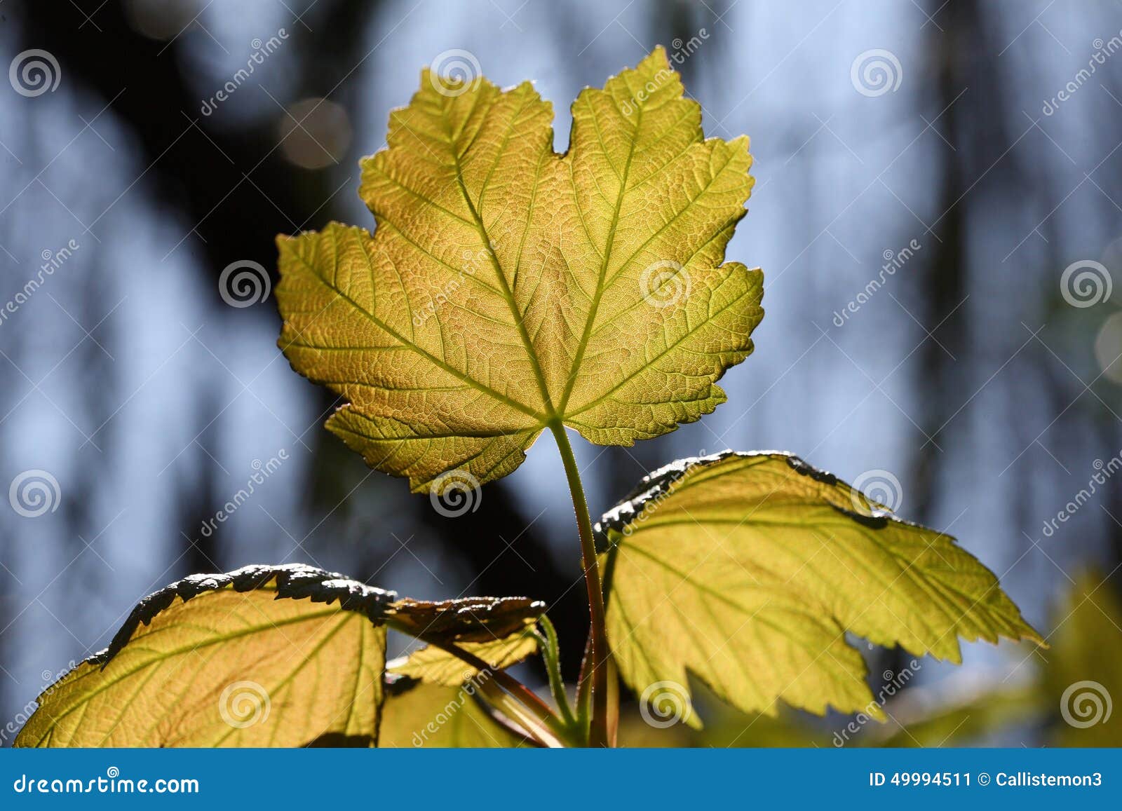 Acer Pseudoplatanus (Sycamore Maple) Young Leaves Stock Image - Image ...