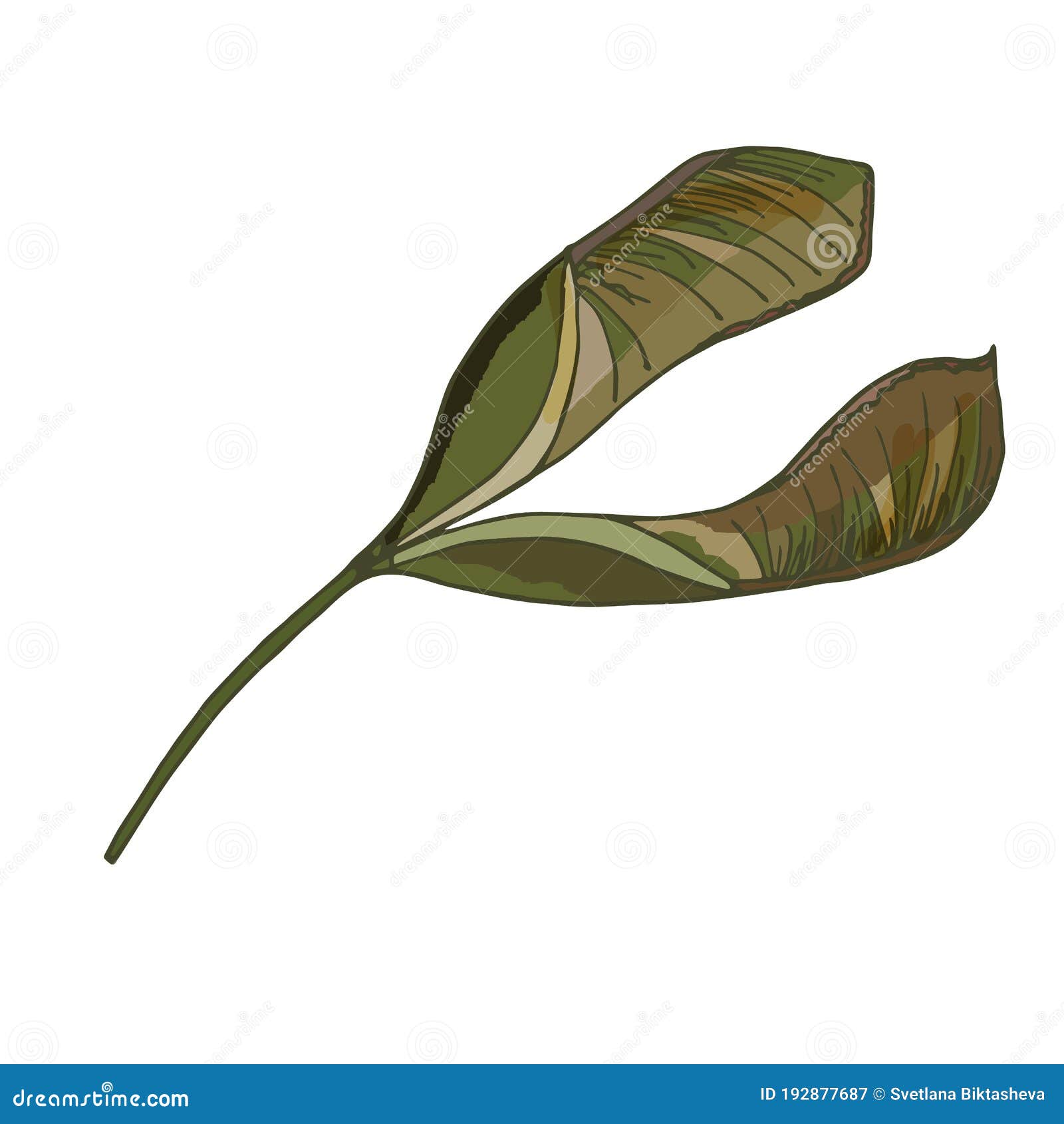 Acer Pseudoplatanus On A White Background.Botanical Illustration ...