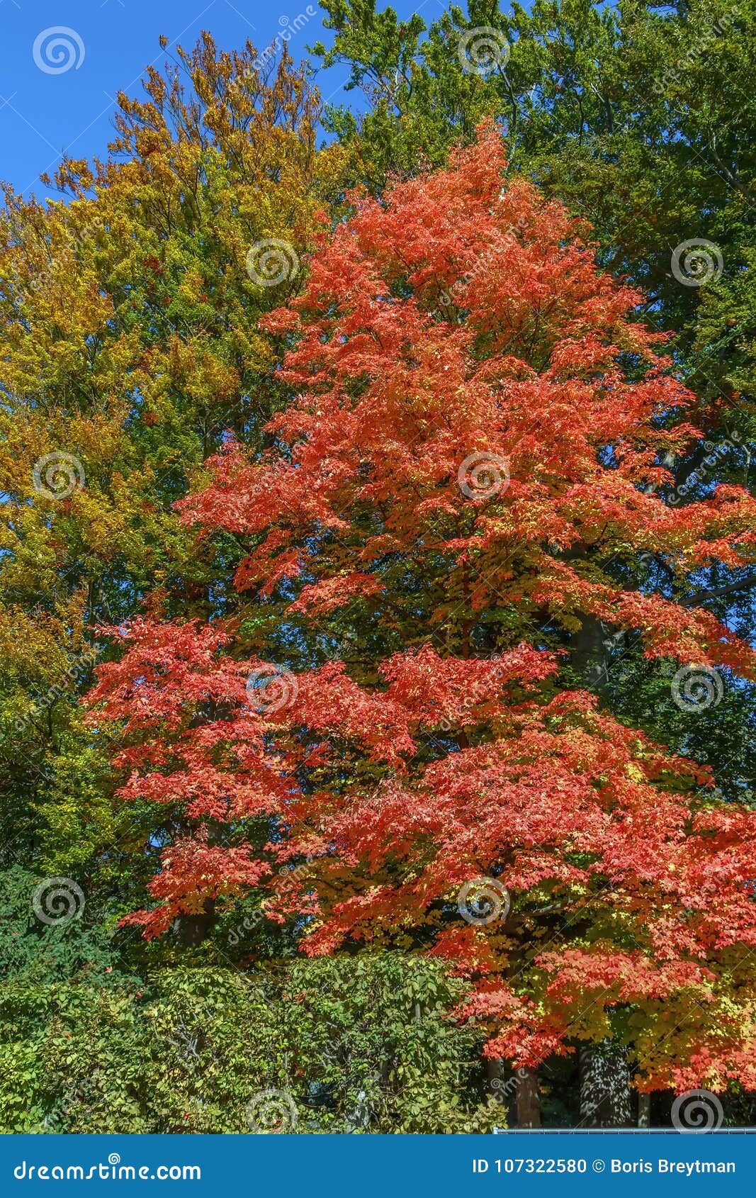 Acer rubrum in autumn stock photo. Image of park, tree - 107322580
