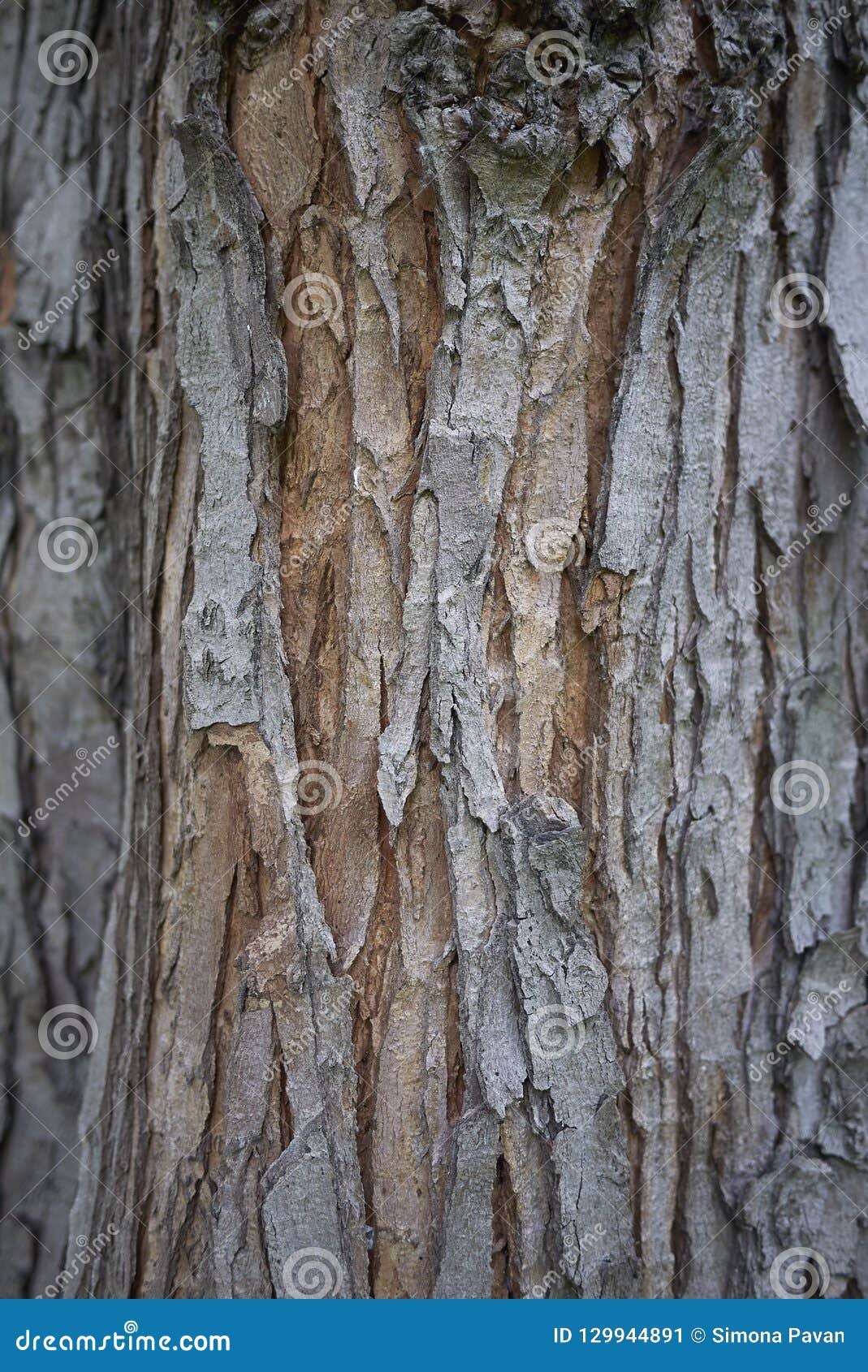Acer Saccharinum Bark Close Up Stock Image - Image of public, natural ...