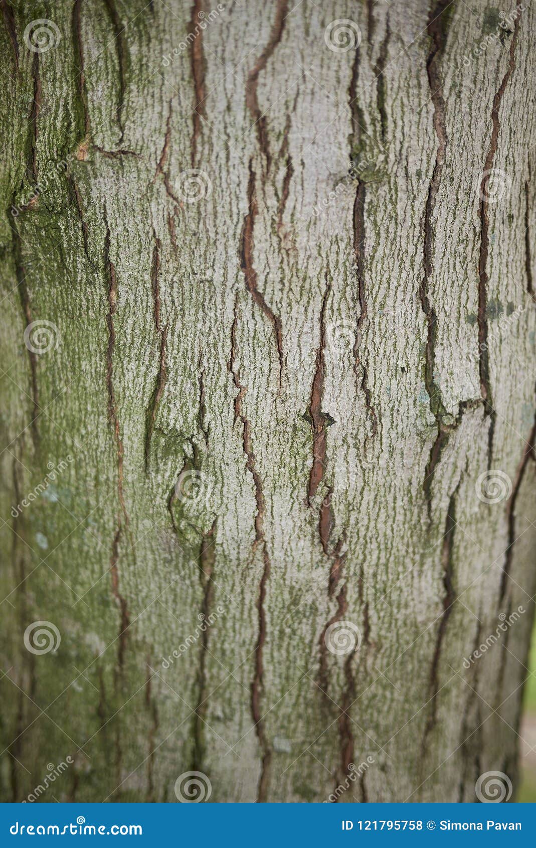 Acer saccharinum trunk stock photo. Image of colorful - 121795758