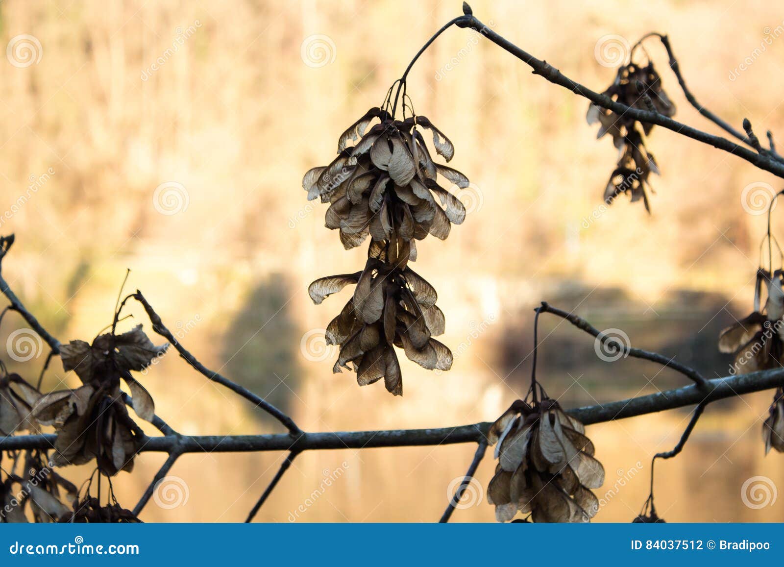 Acer Samara Seeds Im Winter Stockfoto - Bild von küste, wiedergabe ...