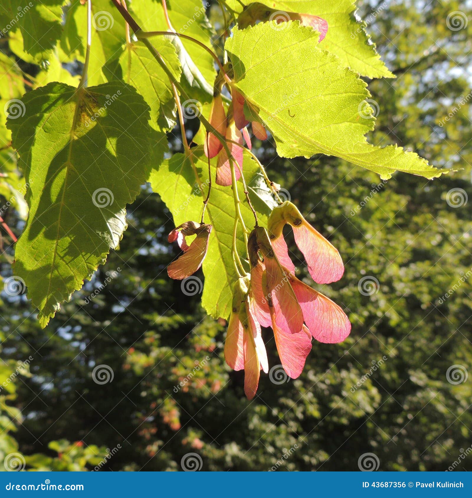 Acer tataricum stock photo. Image of nature, color, plants - 43687356