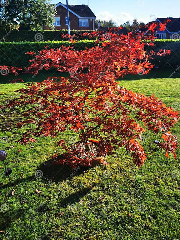 Acer Tree in Autumn Colours Stock Photo - Image of autumn, acer: 294400470