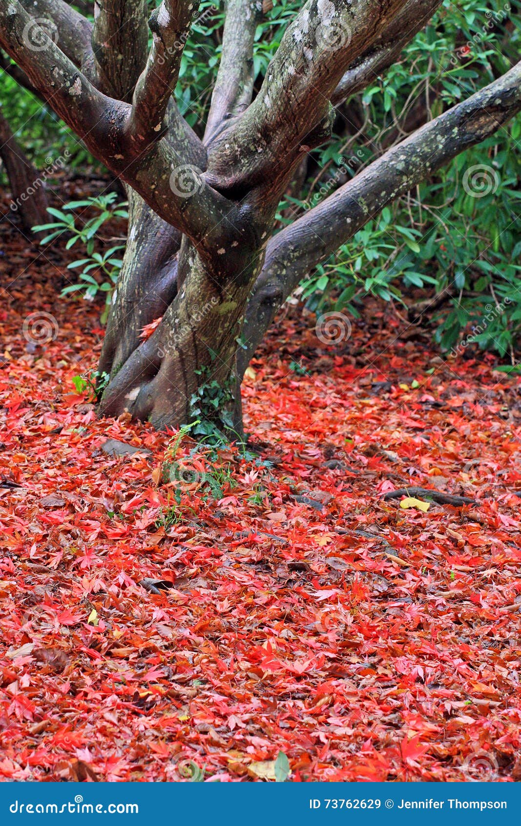Acer Tree in Autumn stock image. Image of trees, devon - 73762629