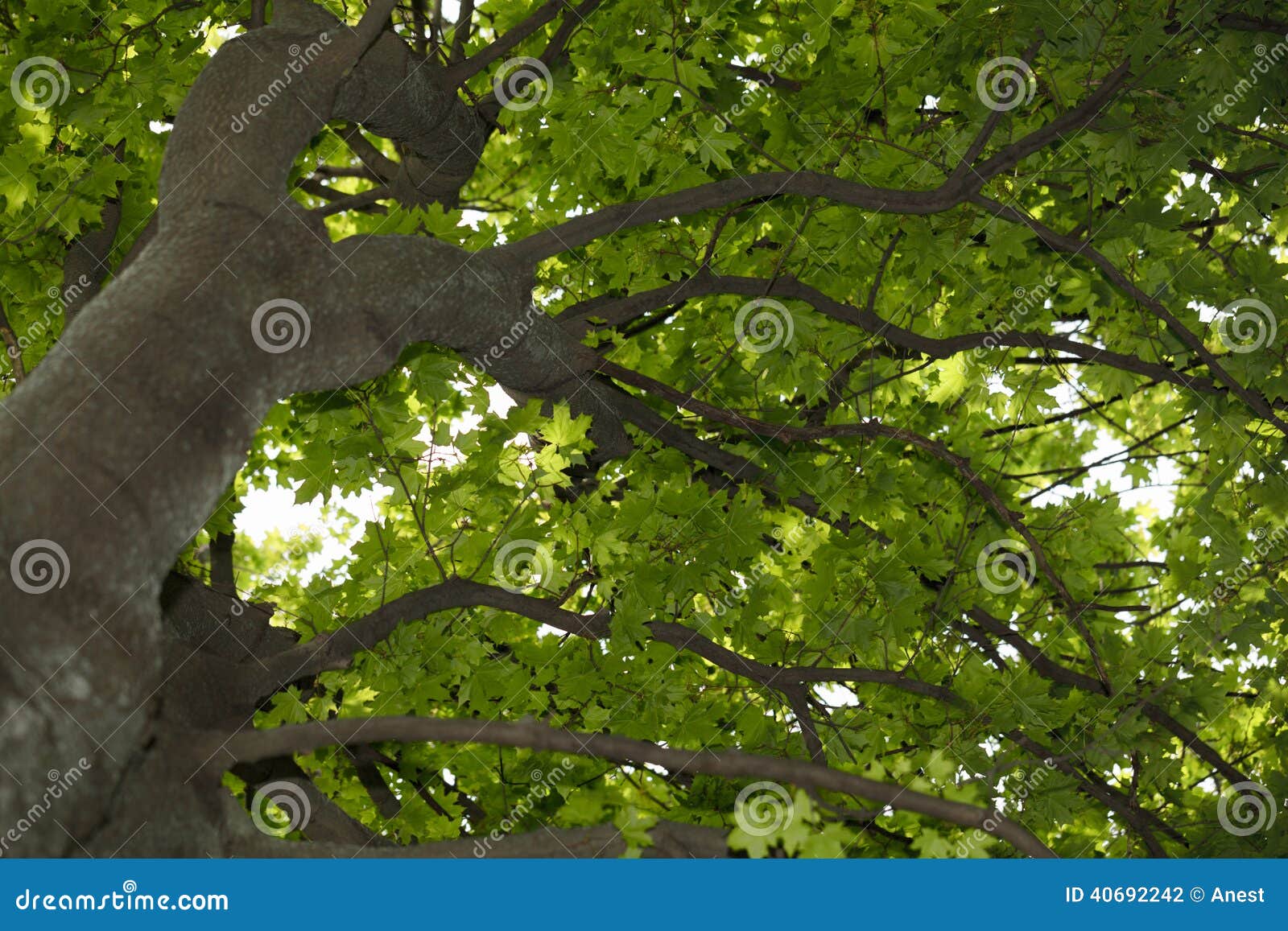 Old Oak Tree Crown On White Background Royalty-Free Stock Photography ...