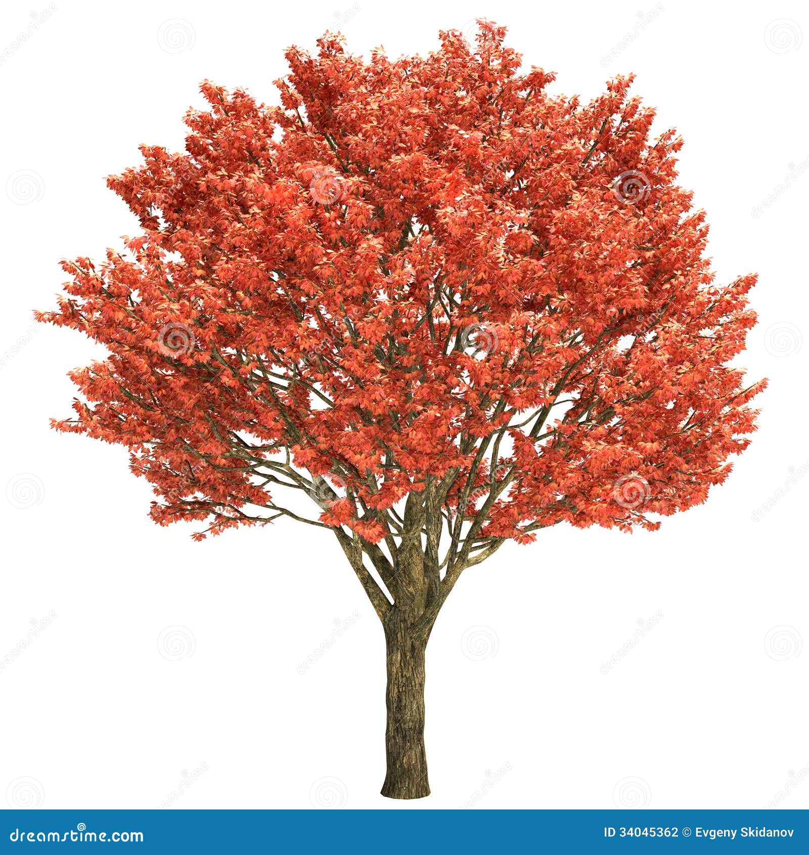 Acer Tree Isolated stock illustration. Illustration of branch - 34045362