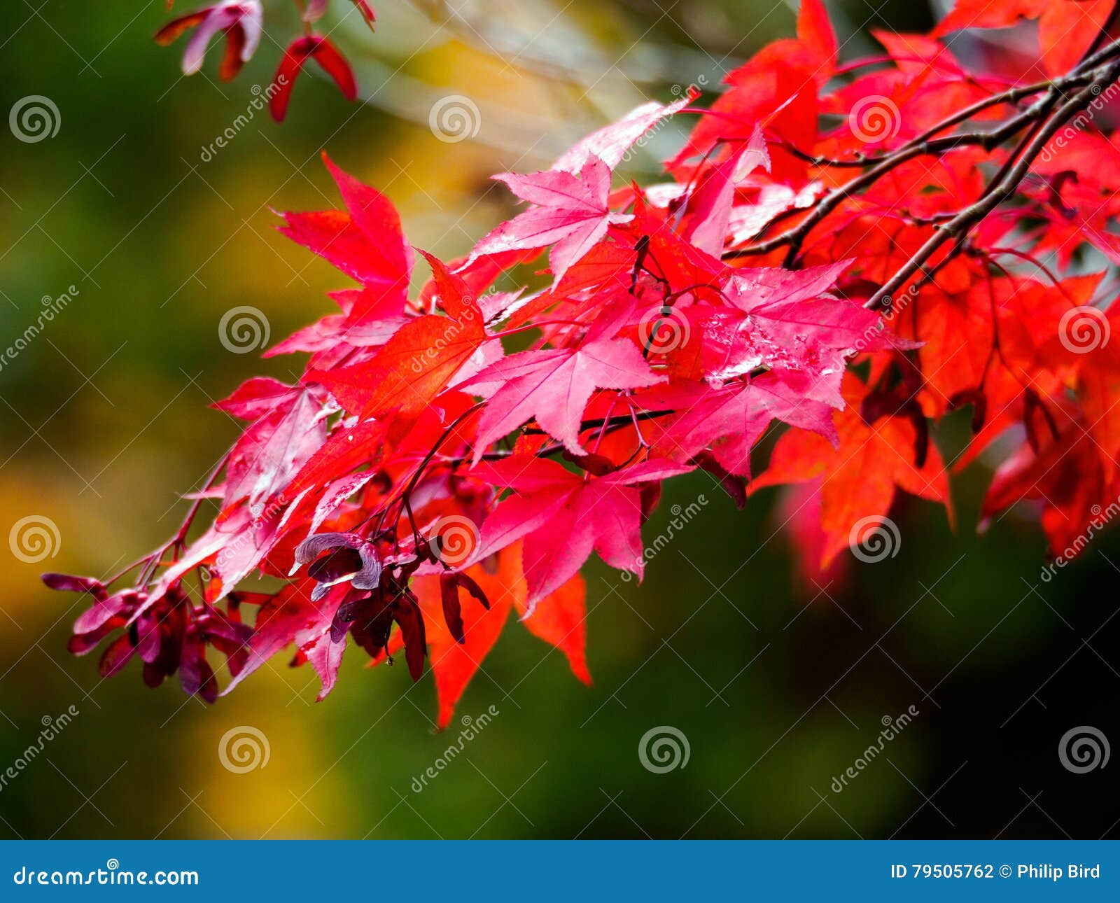 Acer Tree Leaves Changing Colour Stock Photo - Image of landmark ...