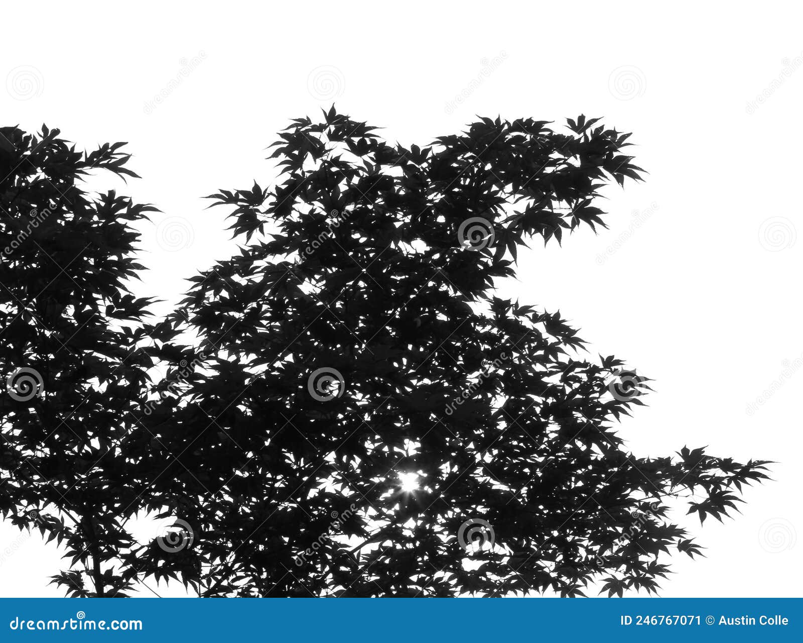 Acer Tree in Silhouette Against White Background Stock Image - Image of ...