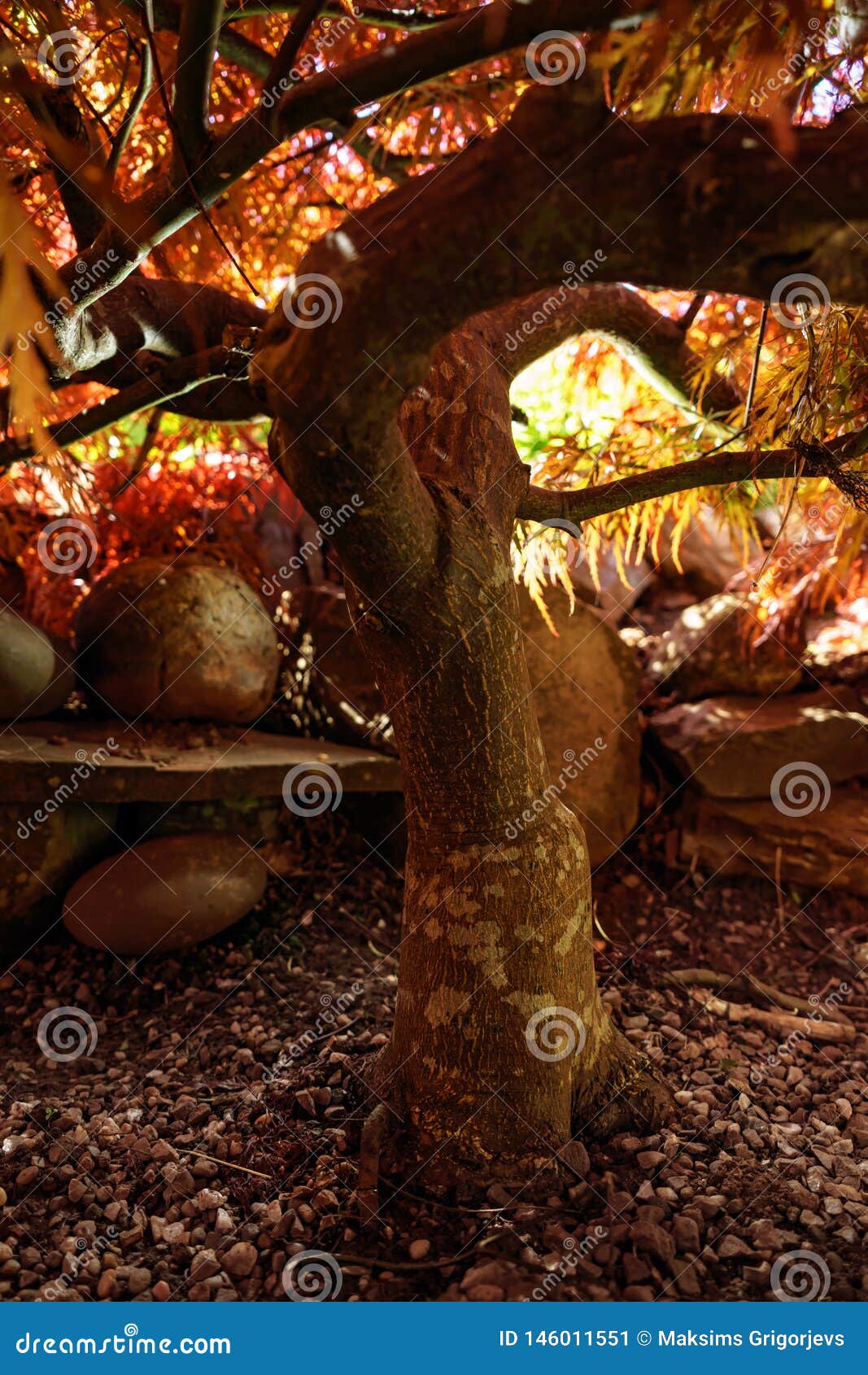 Acer Tree Stem, Japanese Maple Stock Image - Image of cluster, leaves ...