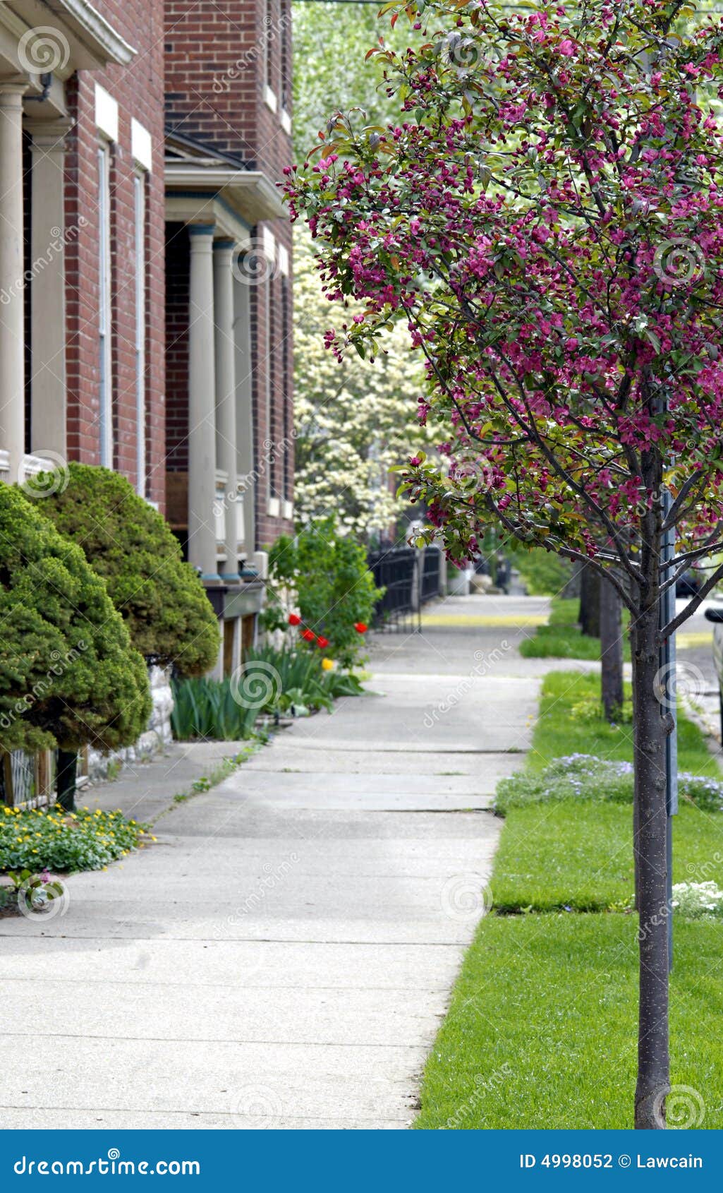 Acera Con Los árboles Florecientes Foto de archivo - Imagen de aceras ...