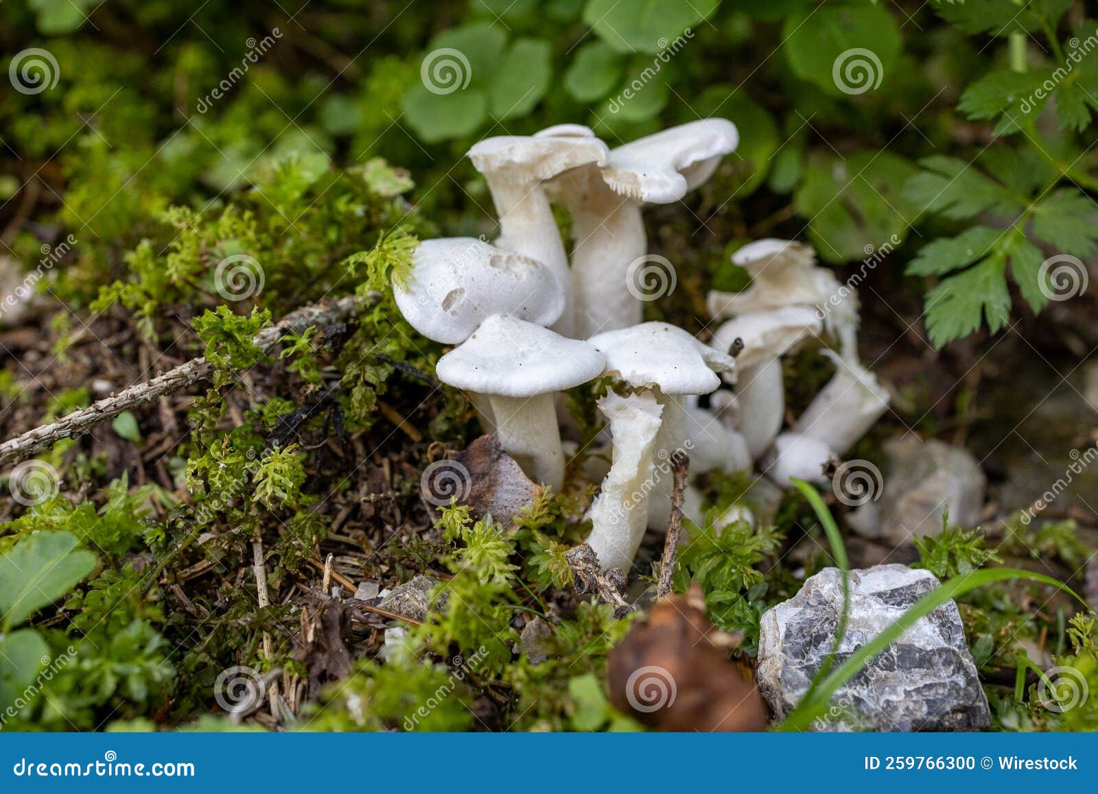 Acercamiento De Clitocybe Connata En El Bosque Foto de archivo - Imagen ...