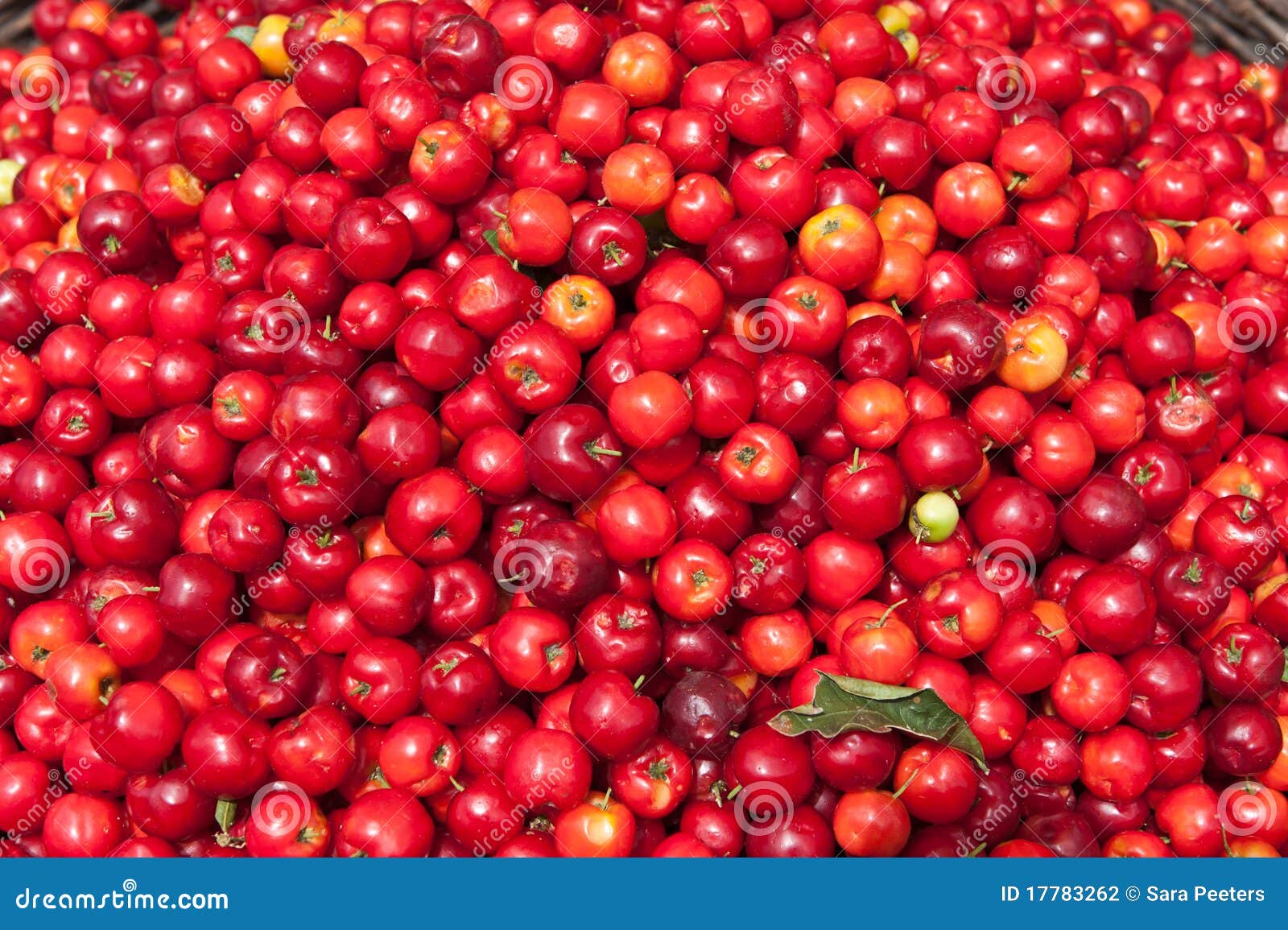 Acerola stock photo. Image of cerezo, acerola, brazil - 17783262