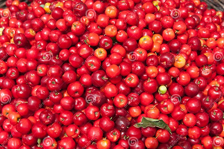 Acerola stock photo. Image of cerezo, acerola, brazil - 17783262
