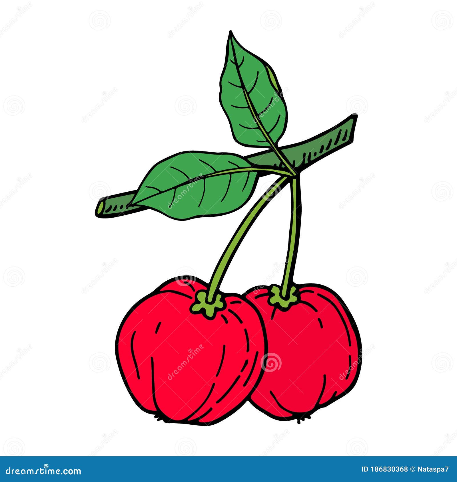 Acerola Fruit and Leaves. Barbados Cherry Vector Illustration Stock ...