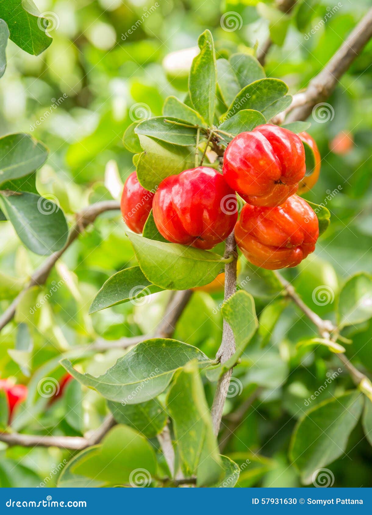 Acerola fruit stock photo. Image of ripe, antioxidant - 57931630