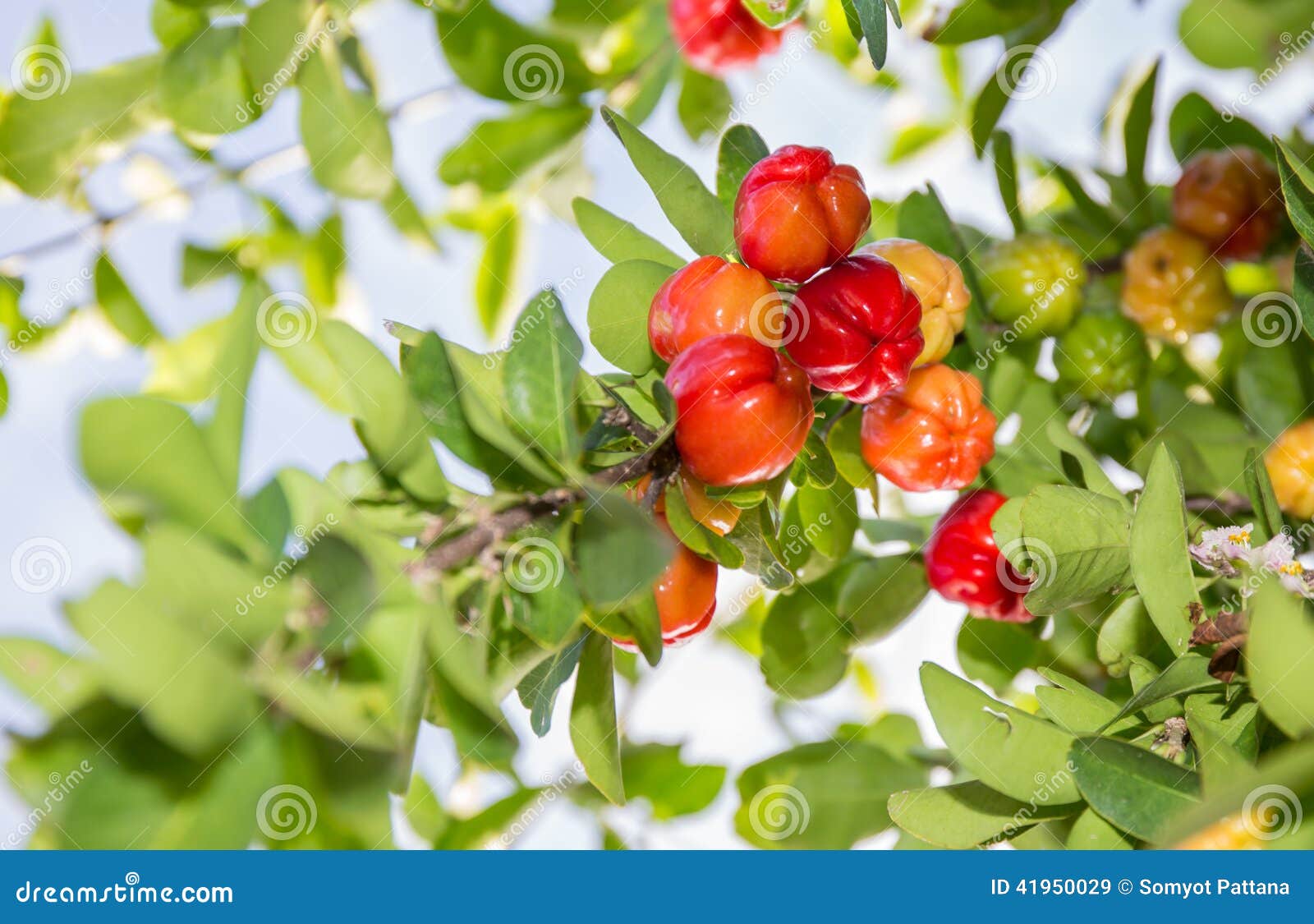 Acerola stock image. Image of green, healthy, tropical - 41950029