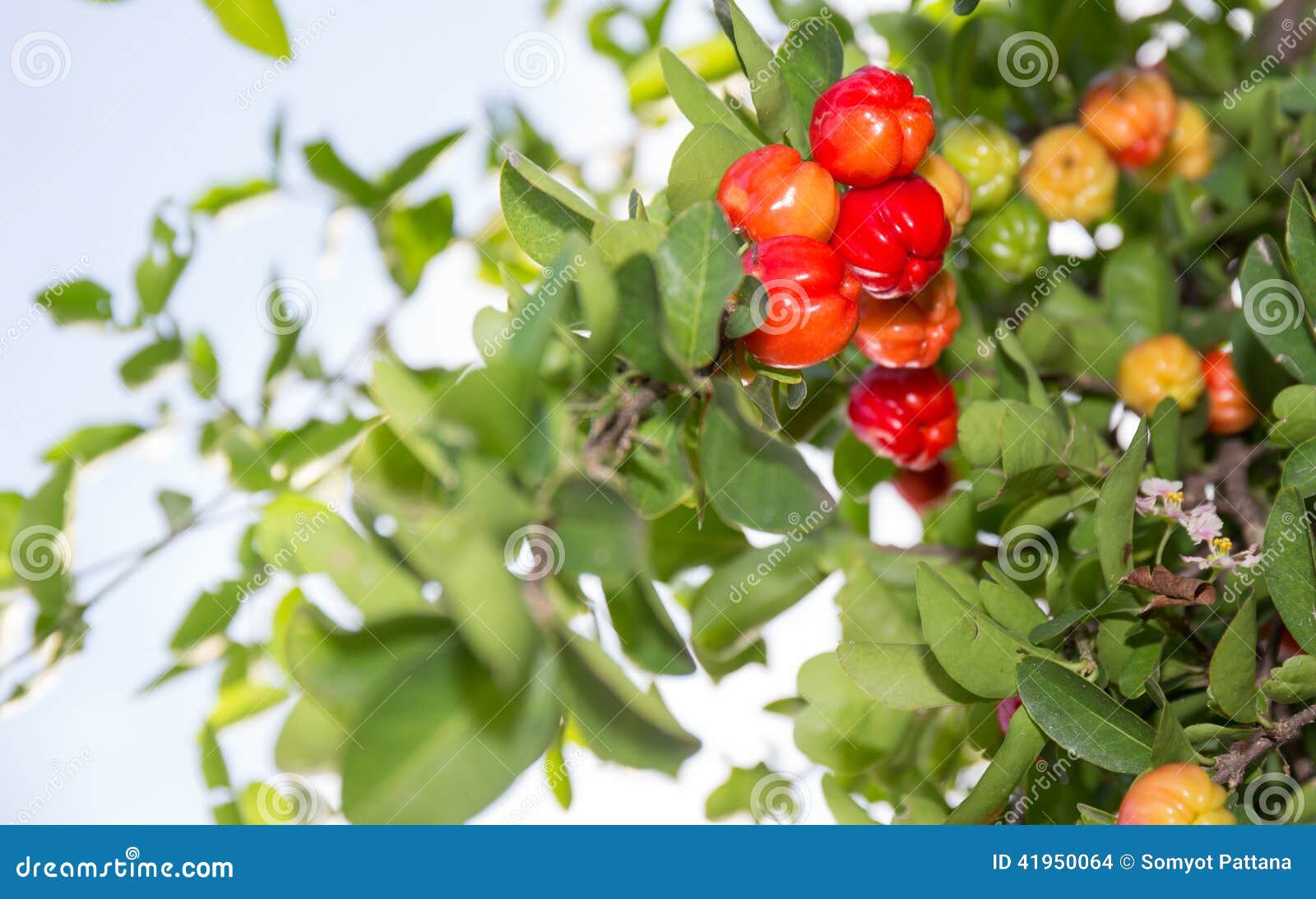 Acerola stock photo. Image of healthy, yellow, brazil - 41950064