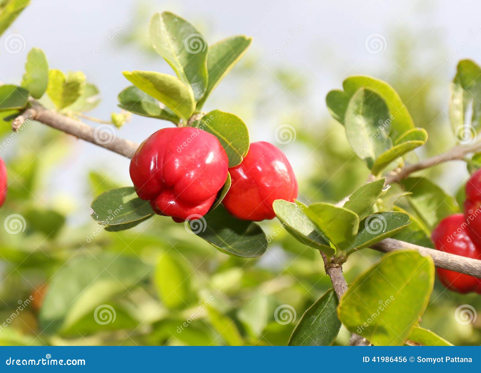 Acerola fruit stock photo. Image of food, yellow, studio - 41986456