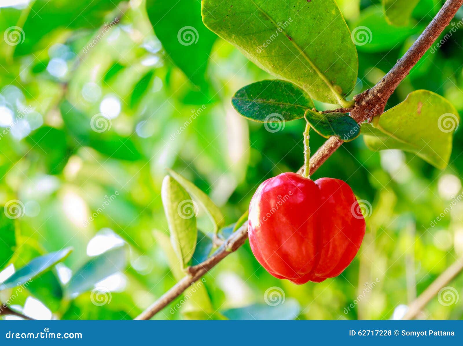 Acerola fruit stock photo. Image of healthy, fruit, horizontal - 62717228