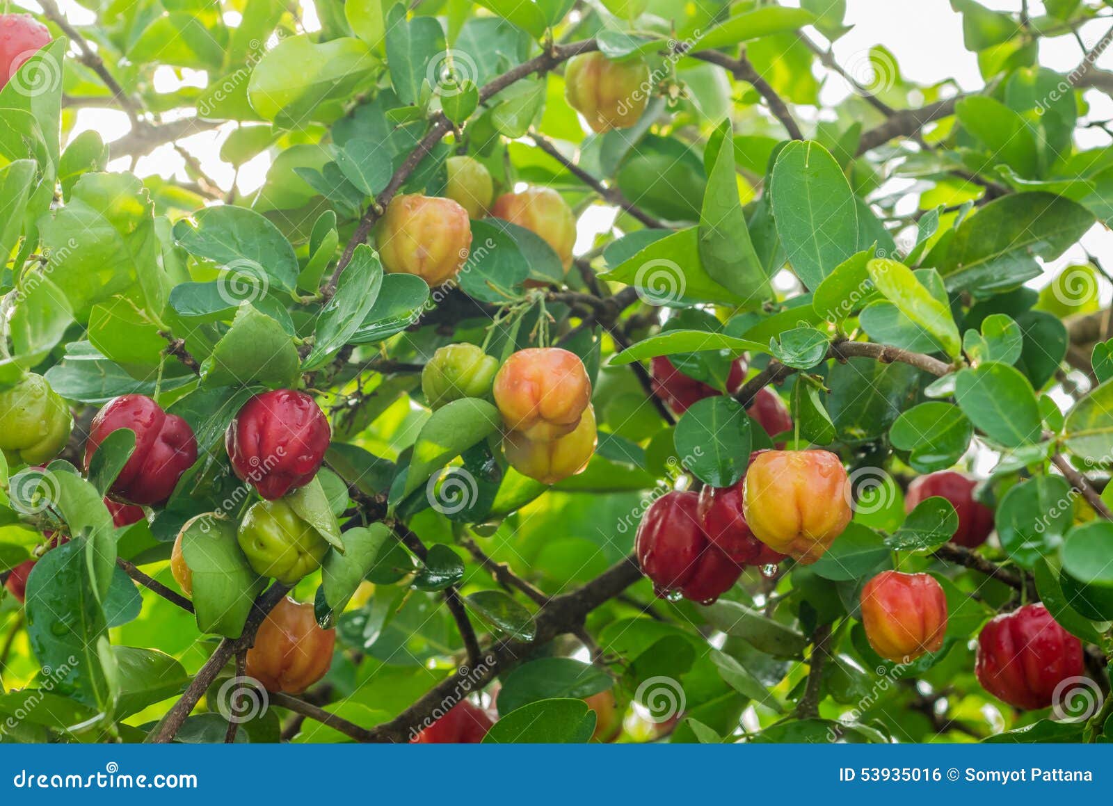 Acerola fruit stock photo. Image of eating, uncooked - 53935016