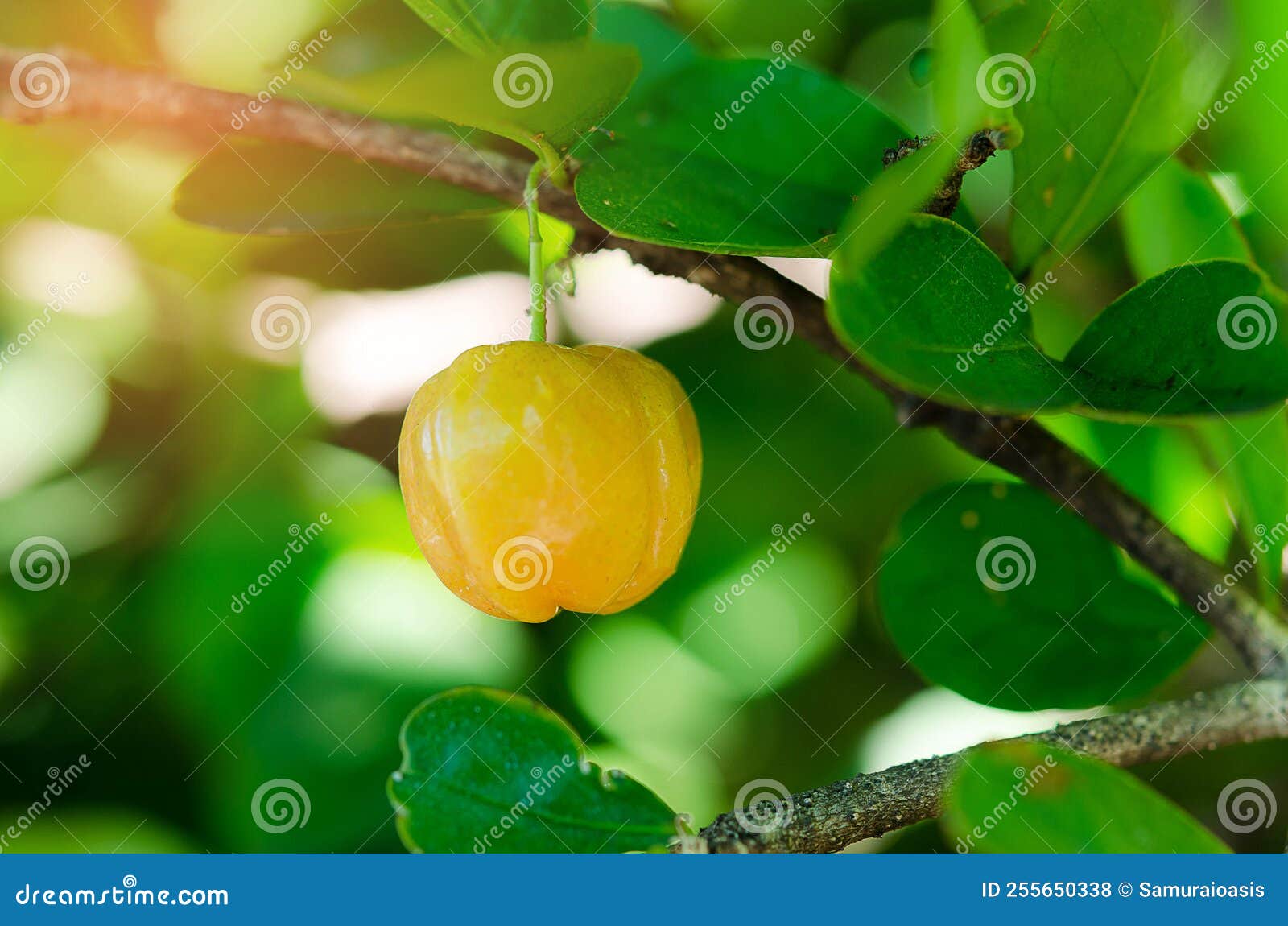 Acerola Tree and Fruit ,fresh Acerola Fruit Onacerola Tree Stock Photo ...