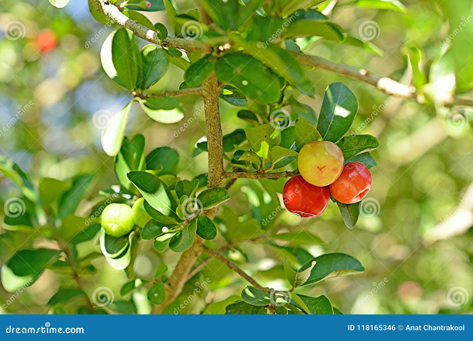 Acerola tree and fruit stock photo. Image of studio - 118165346