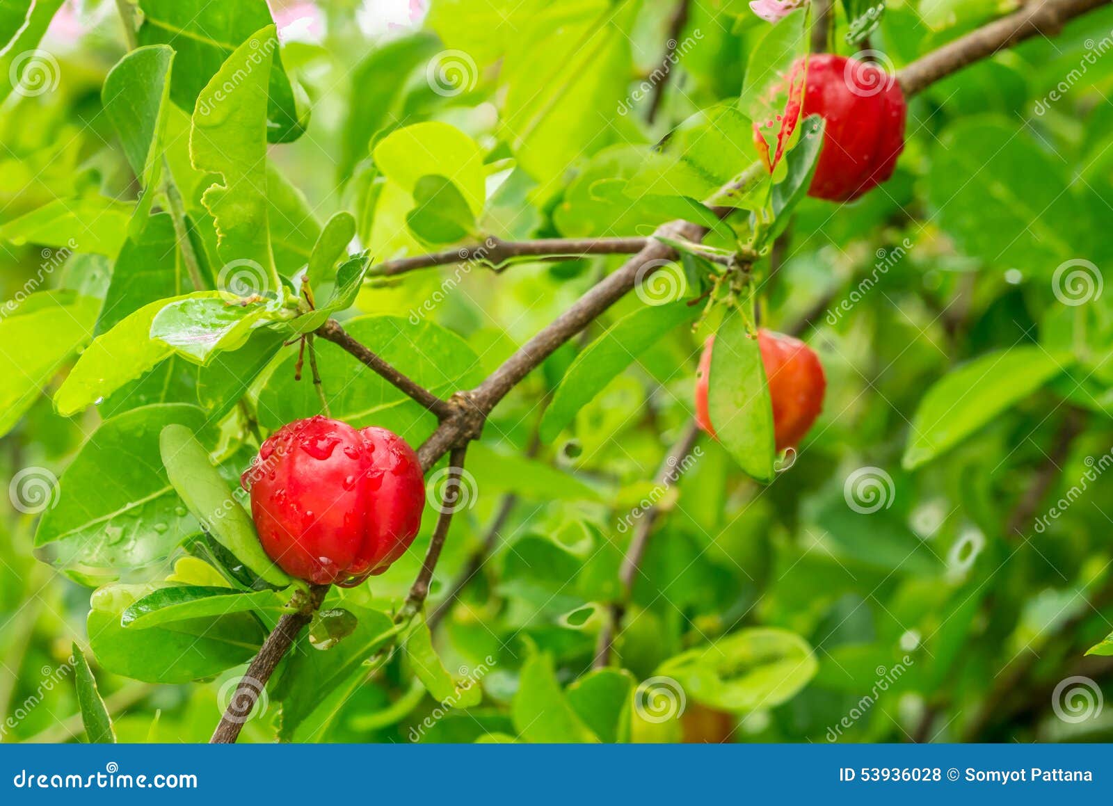 Acerola stock photo. Image of ripe, isolated, eating - 53936028