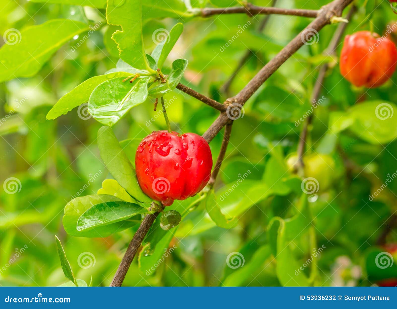 Acerola stock photo. Image of garden, nutrition, bone - 53936232