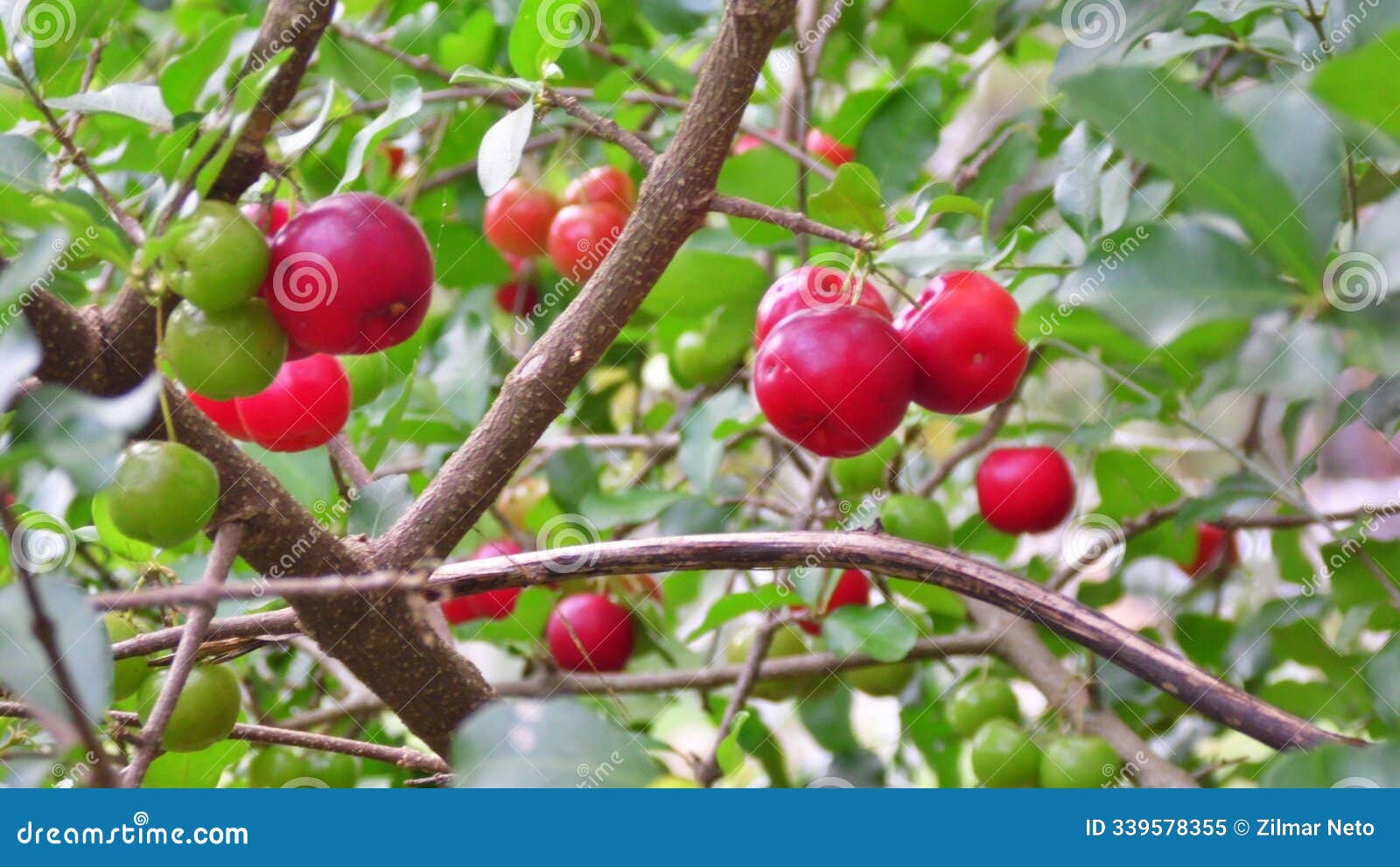 Acerola Tree with the Fruit Already Ripe Stock Image - Image of small ...