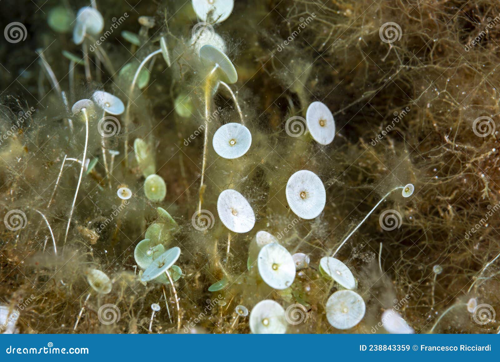 Acetabularia Microscope