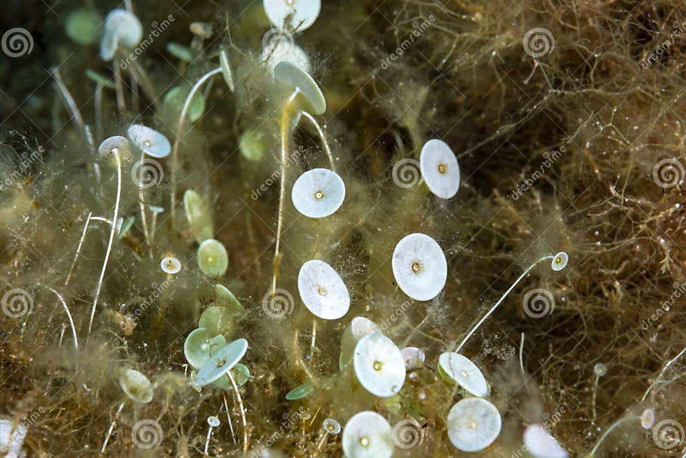 Acetabularia acetabulum stock image. Image of unicellular - 238843359