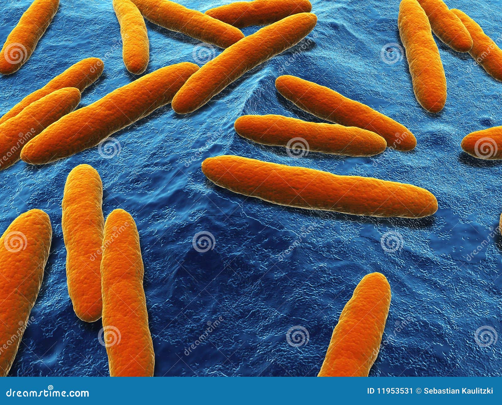 Acetobacter Stock Image - Image: 11953531
