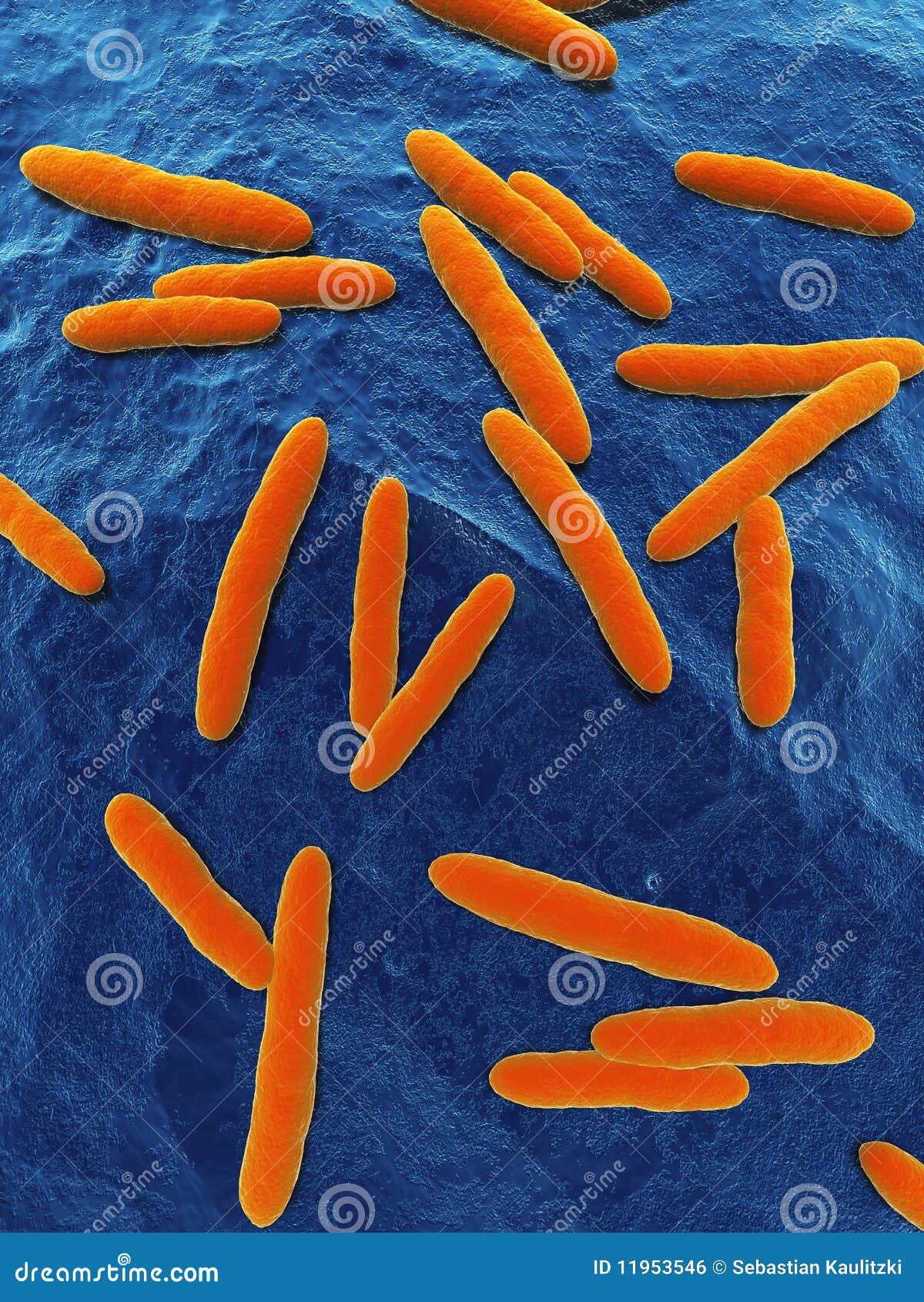 Acetobacter stock illustration. Illustration of biology - 11953546