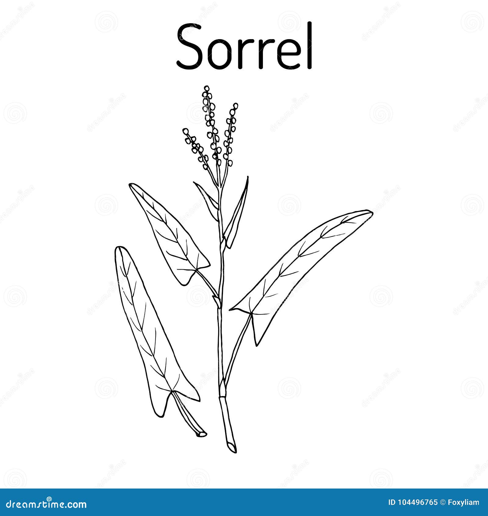 Acetosa Do Rumex Da Azeda Comum, Planta De Jardim Ilustração do Vetor ...