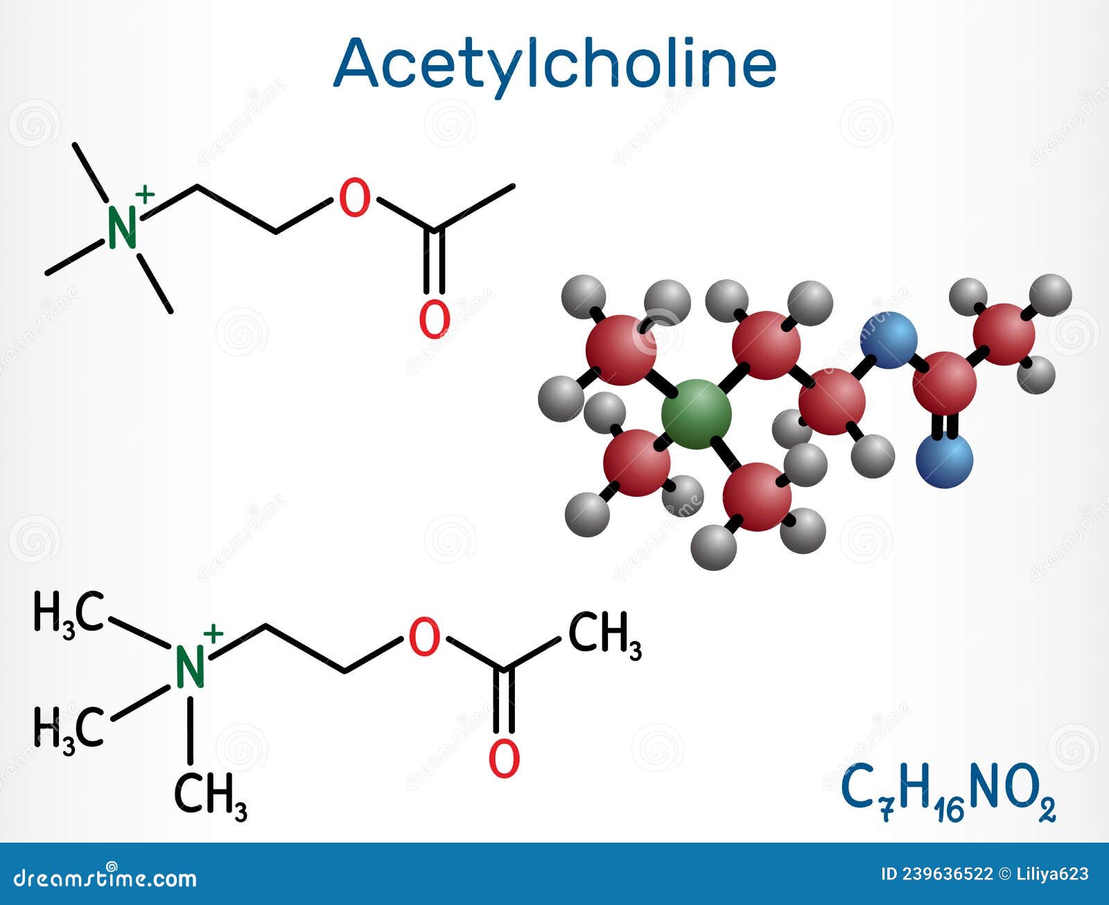 Acetylcholine (ACh) Neurotransmitter, Molecular Model Royalty-Free ...