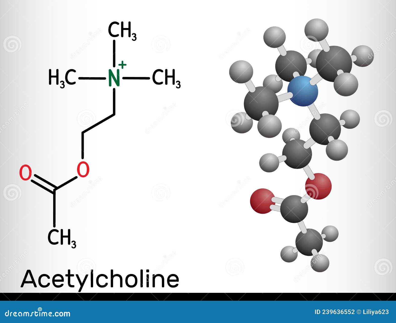 Acetylcholine (ACh) Neurotransmitter, Molecular Model Vector ...