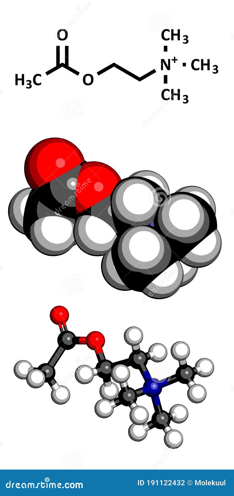 Acetylcholine (ACh) Neurotransmitter, Molecular Model Stock Vector ...