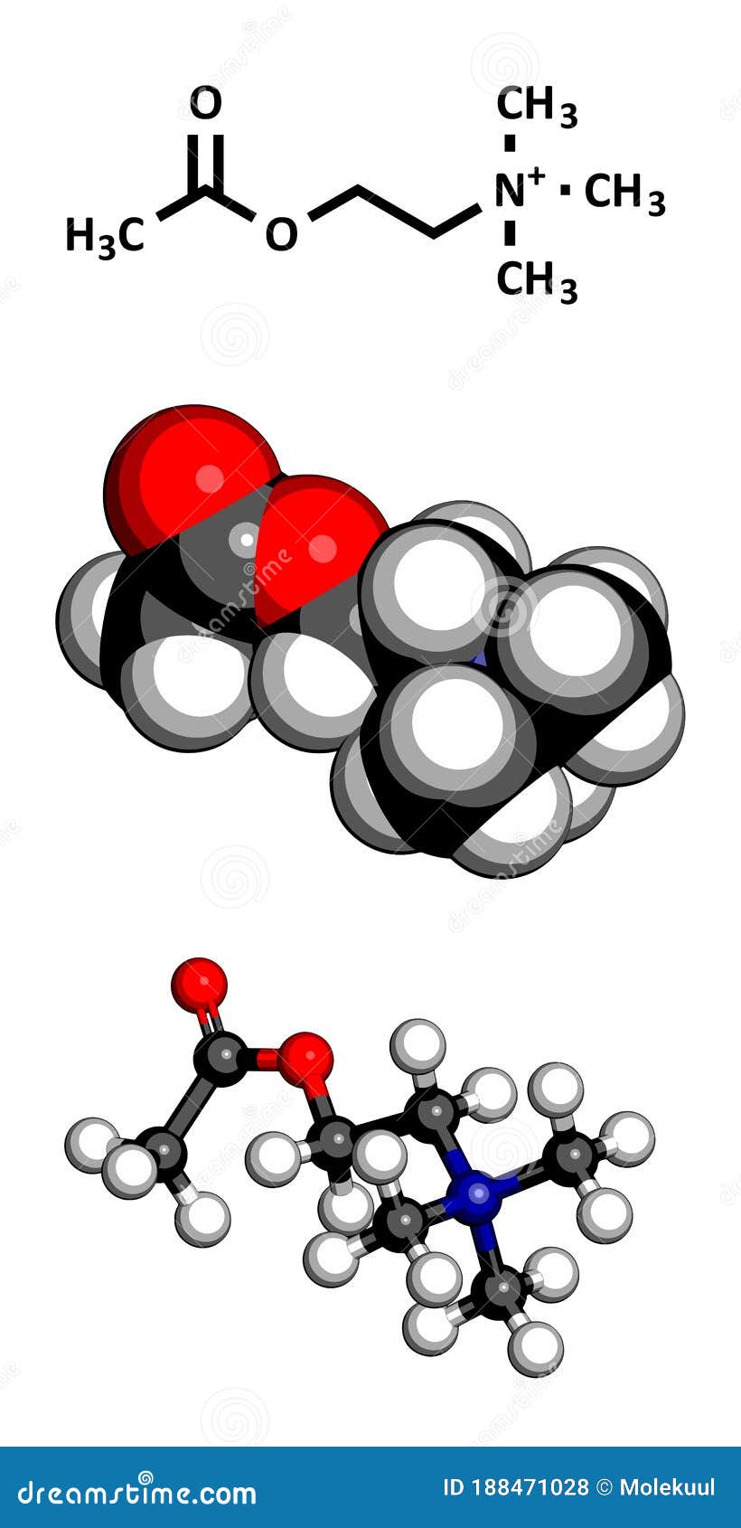 Acetylcholine (ACh) Neurotransmitter, Molecular Model Stock ...