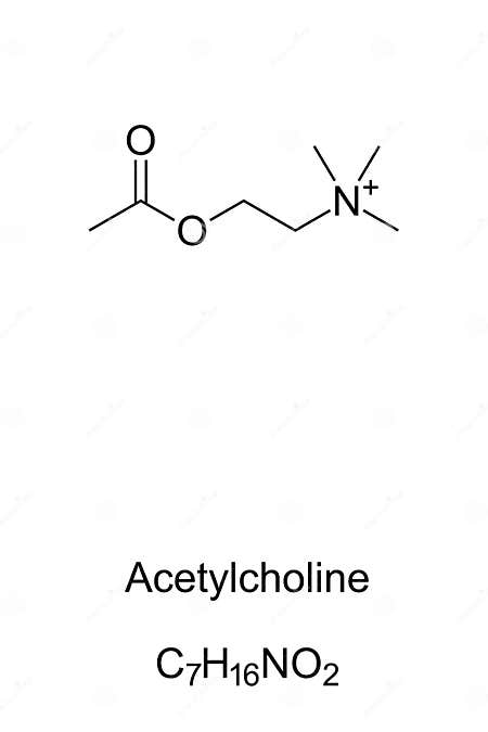 Acetylcholine Molecule, Skeletal Formula Stock Vector - Illustration of ...